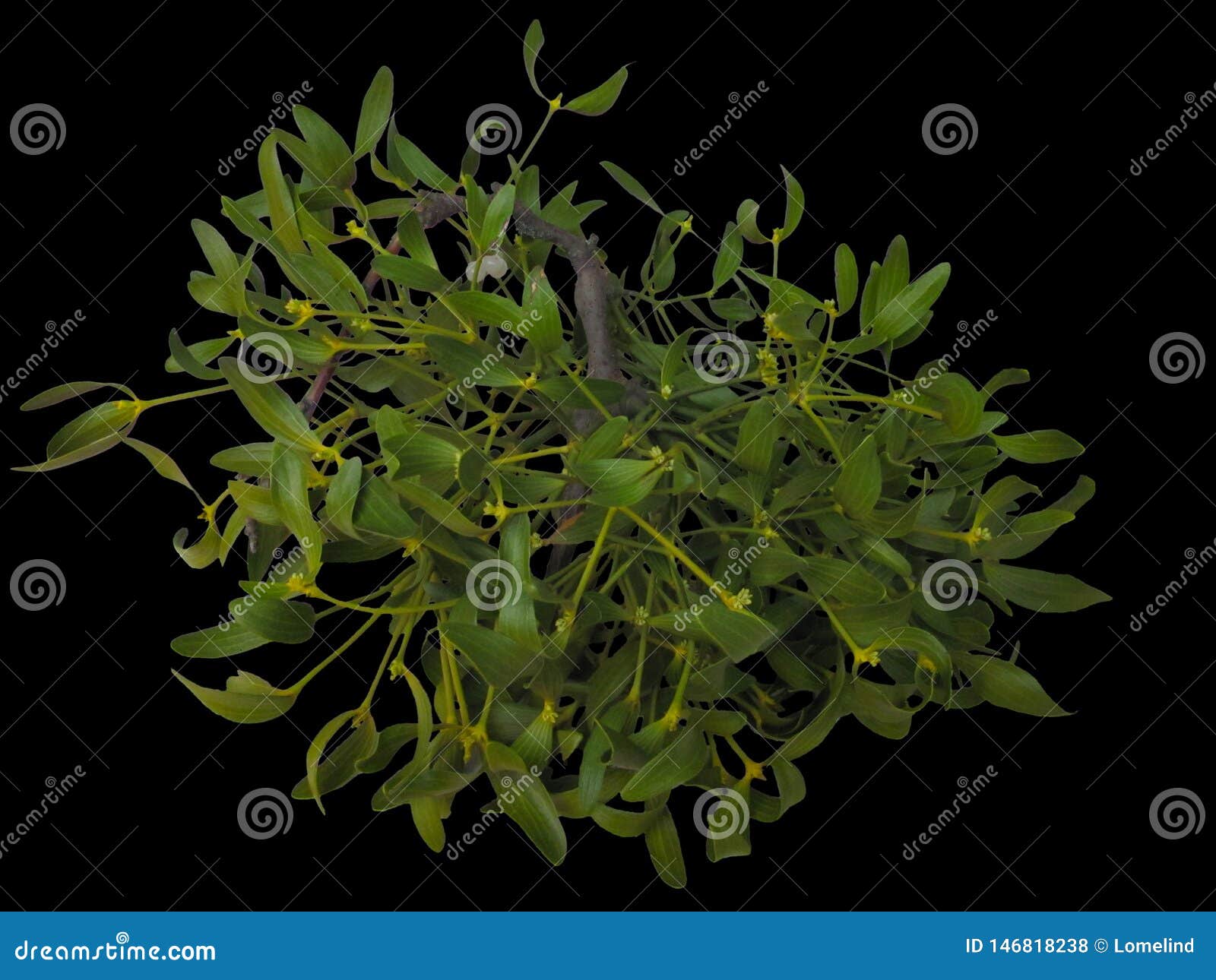 Photo of green mistletoe stock photo. Image of mistletoe - 146818238