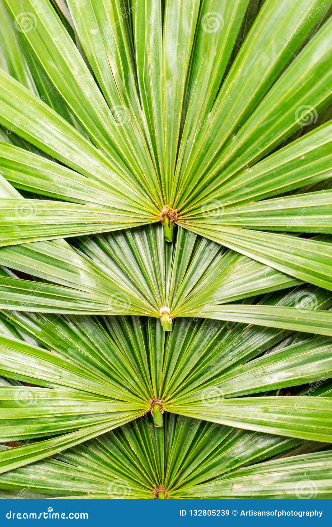 Green palm leaf stack stock image. Image of foliage - 132805239