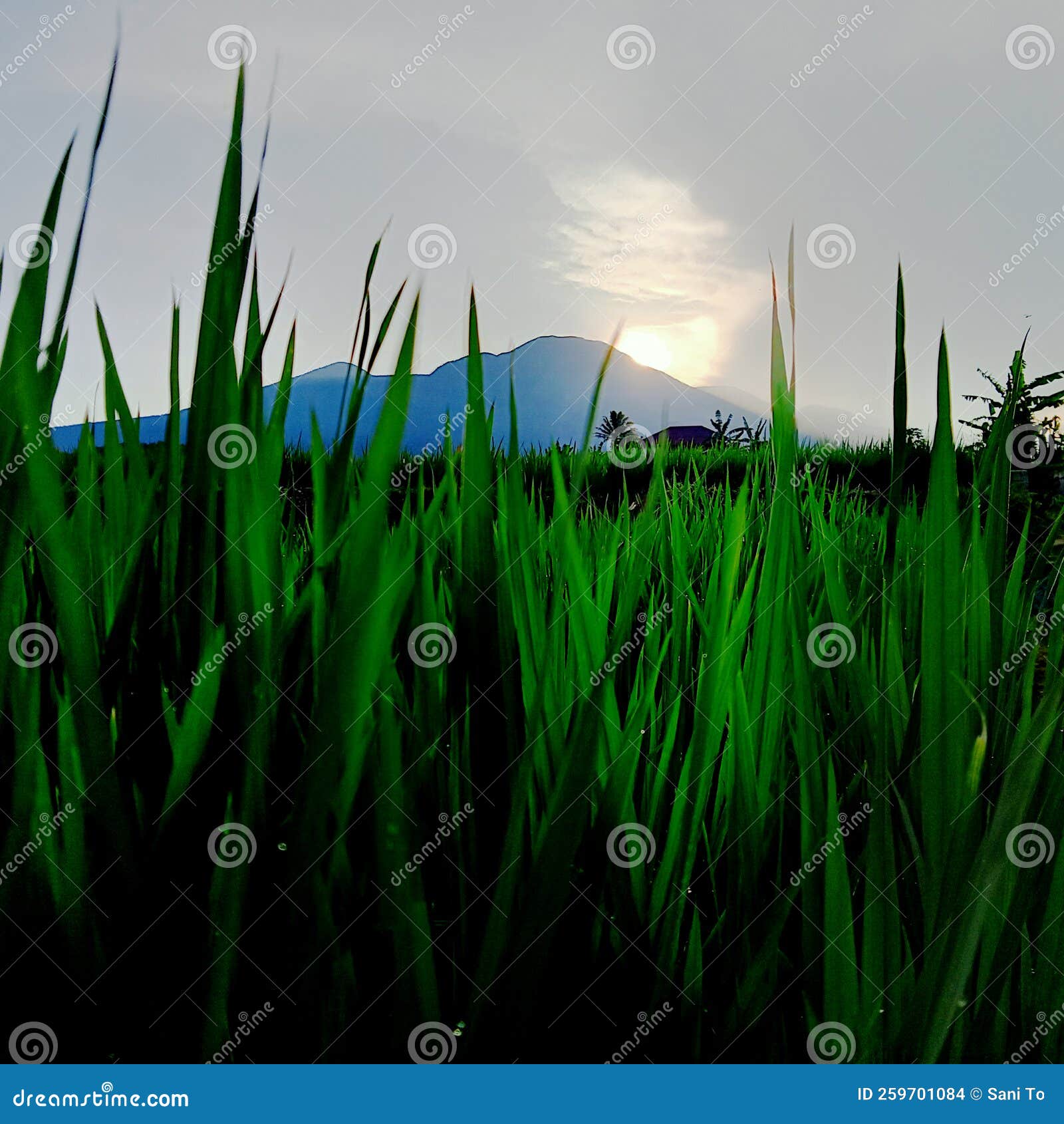 Photo of Green Rice Plant Scenery Stock Photo - Image of decoration ...