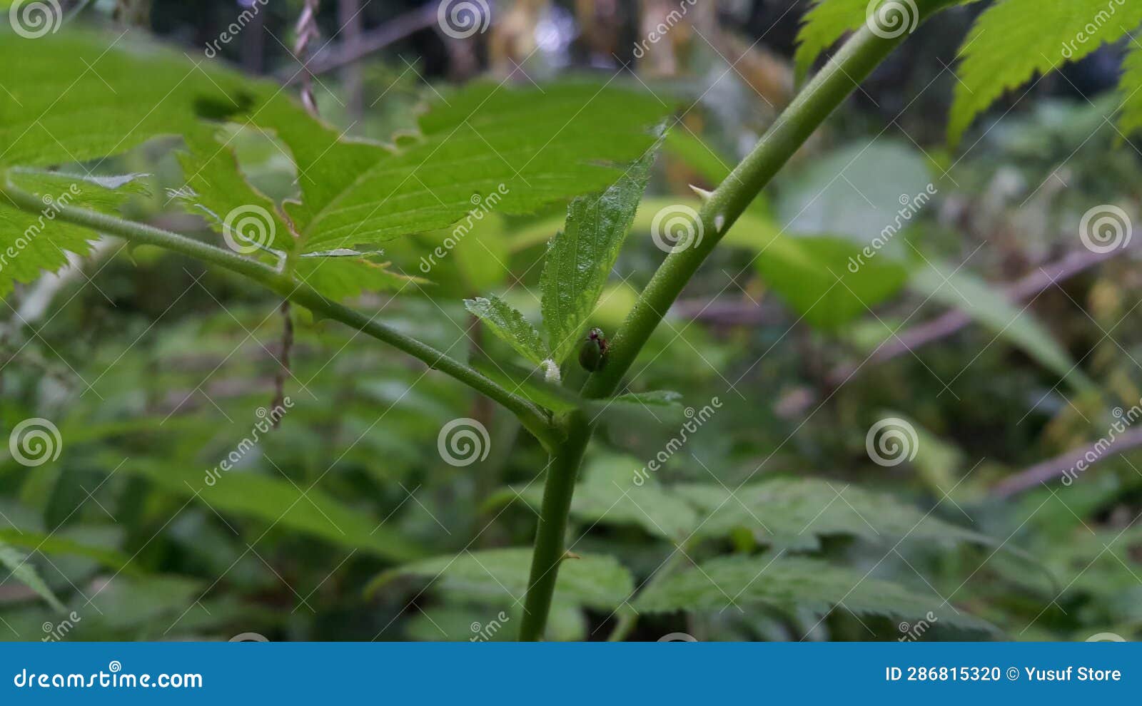 Photo of the Green Rounded Planthopper Perched on a Plant Stem Stock ...