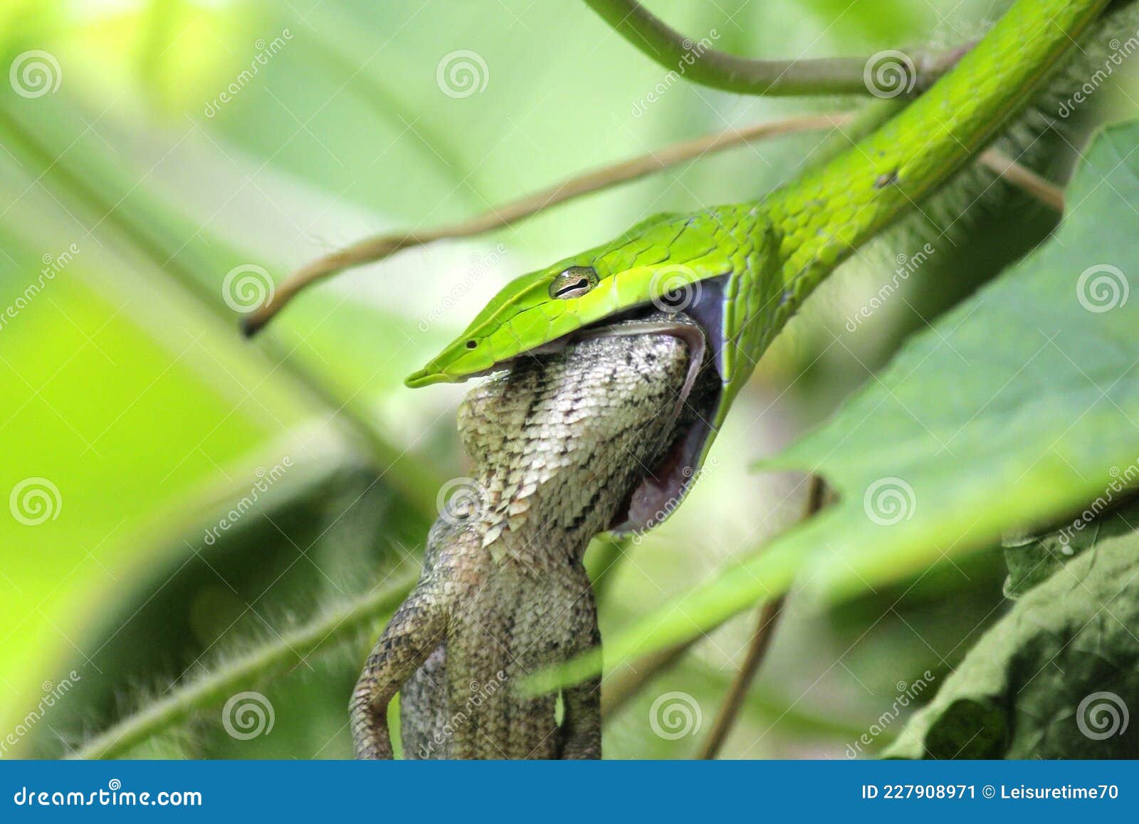 Green snake eats a lizard stock image. Image of adder - 227908971
