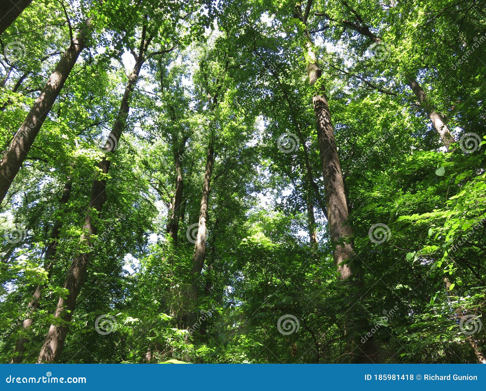 Spring Forest in Washington DC in June in Spring Stock Photo - Image of ...