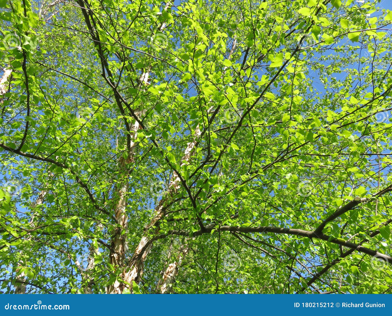 Pretty Green Tree and Leaves in Spring in April Stock Photo - Image of ...