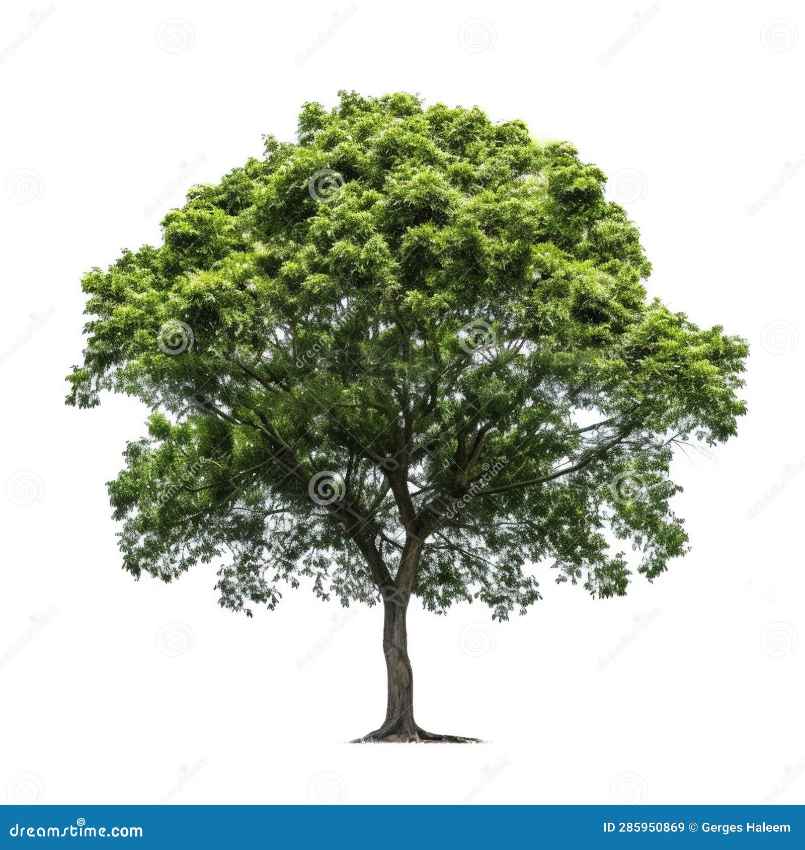 Photo Green Tree on a White Background Stock Illustration ...