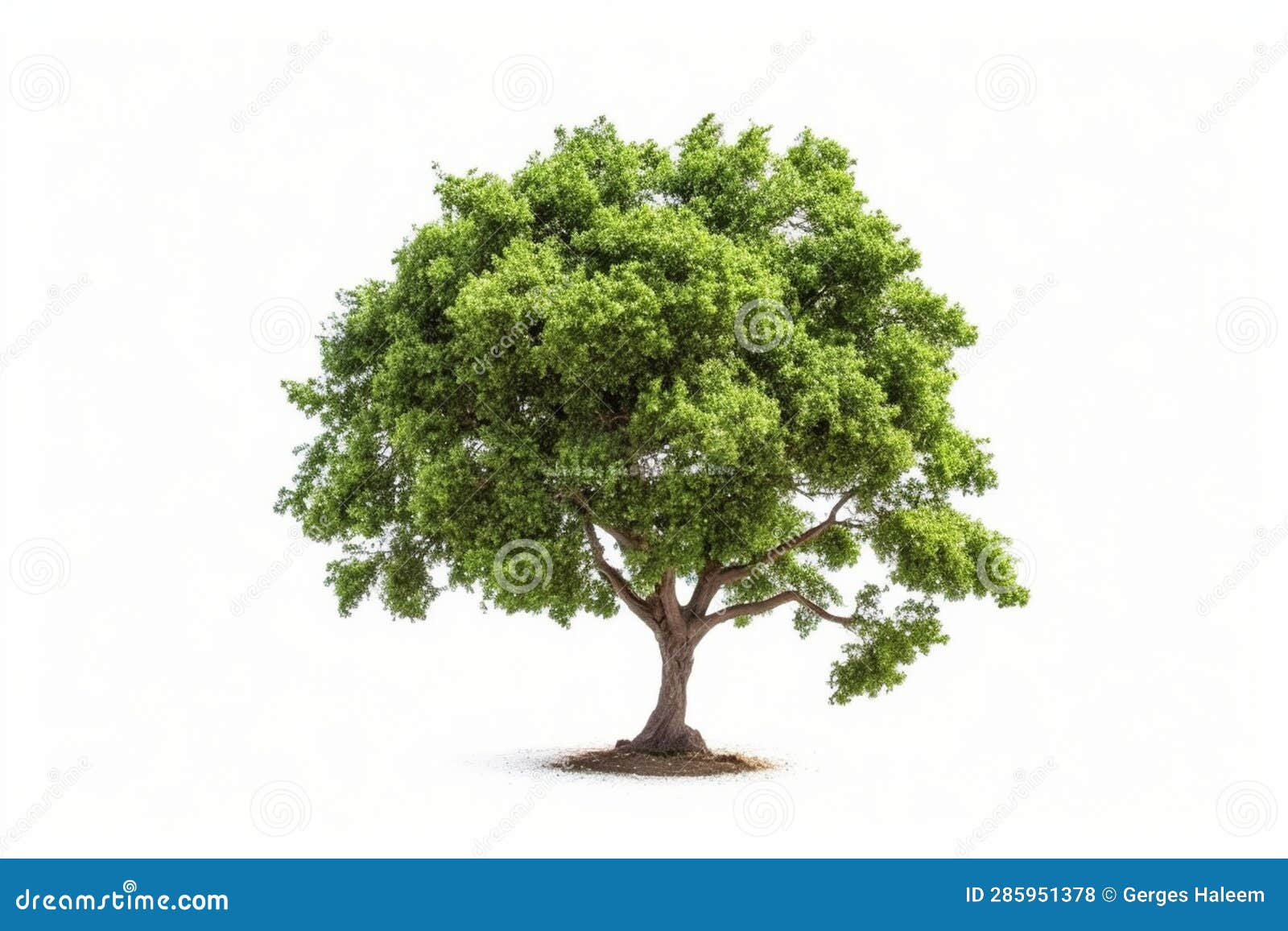Photo Green Tree on a White Background Stock Illustration ...