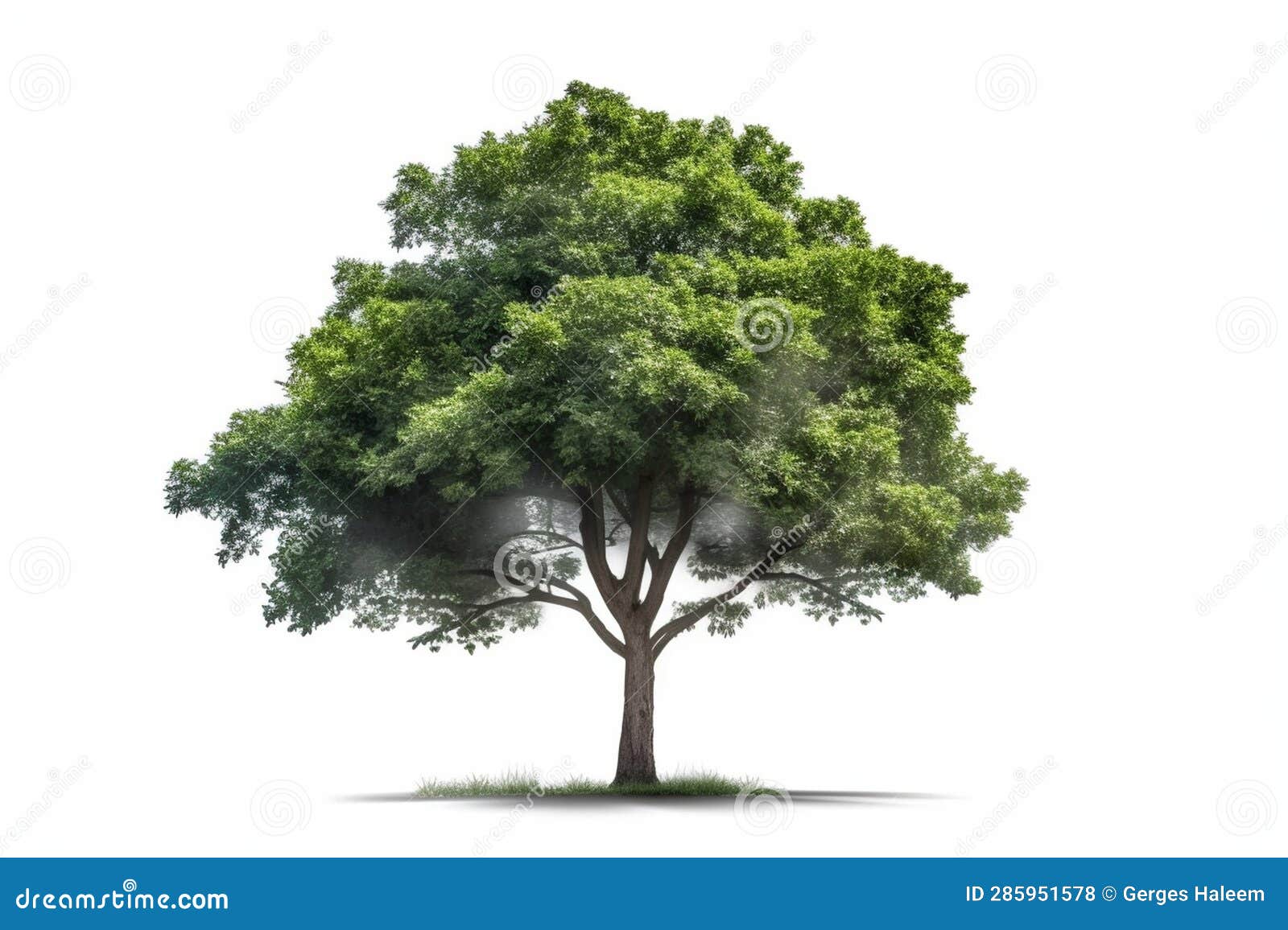 Photo Green Tree on a White Background Stock Illustration ...