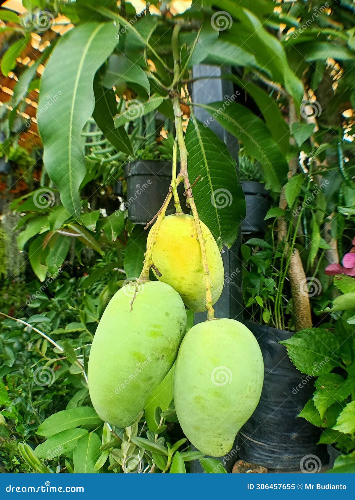 Photo of Green and Yellow Mango Fruit Stock Image - Image of branch ...