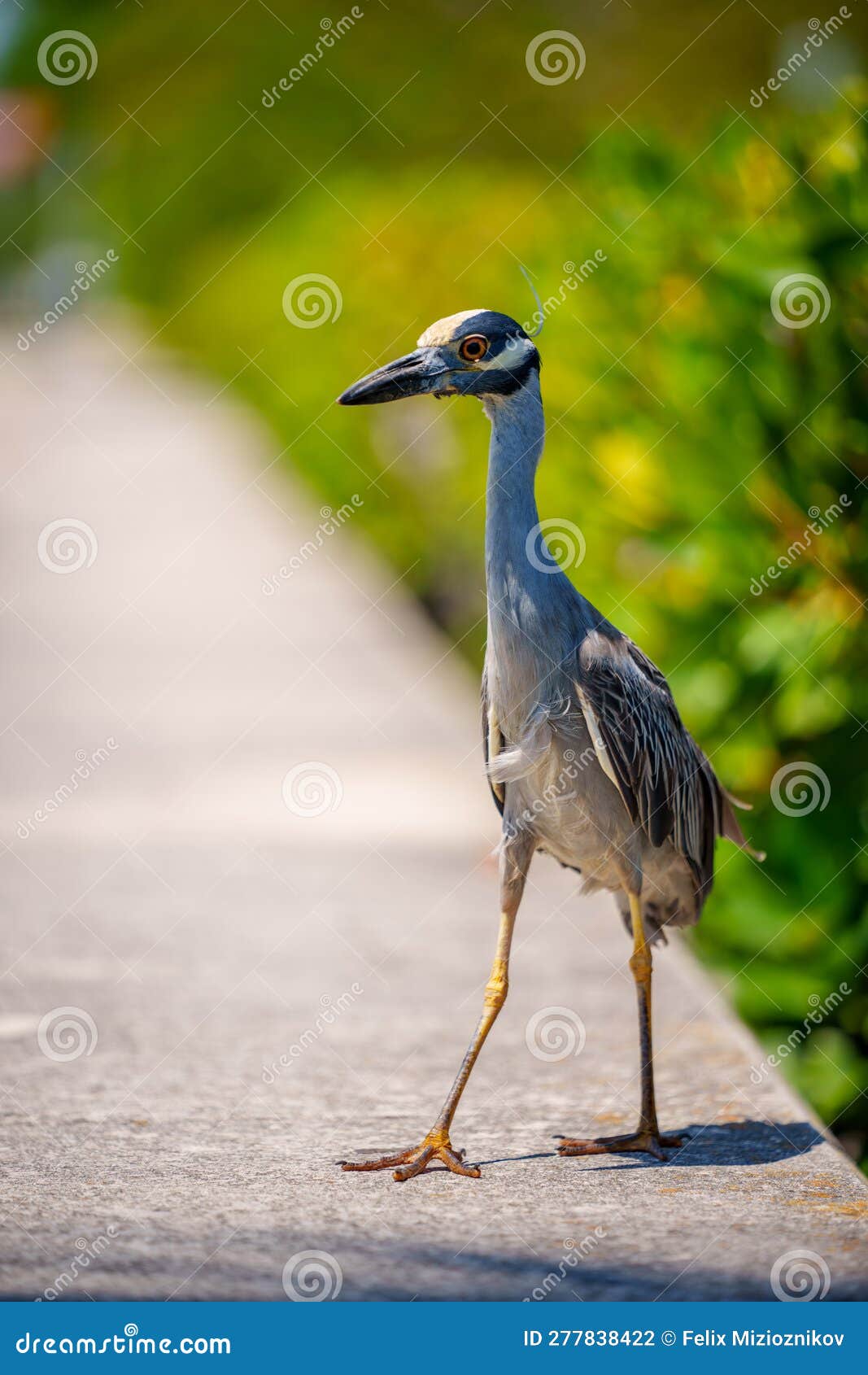 Photo of a Grey Heron Florida Native Bird Stock Photo - Image of grey ...