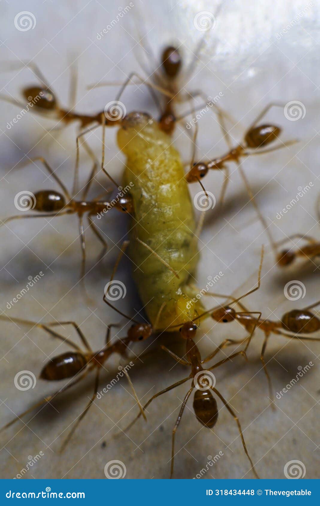 Photo of a Group of Ants Finding Food Stock Photo - Image of animal ...