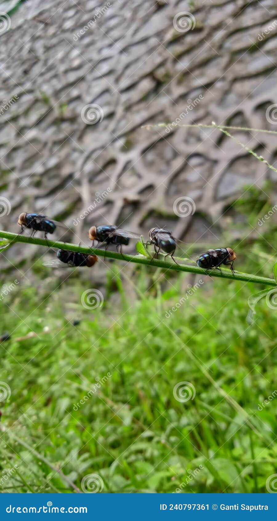 Photo of a group of flies stock image. Image of leaf - 240797361