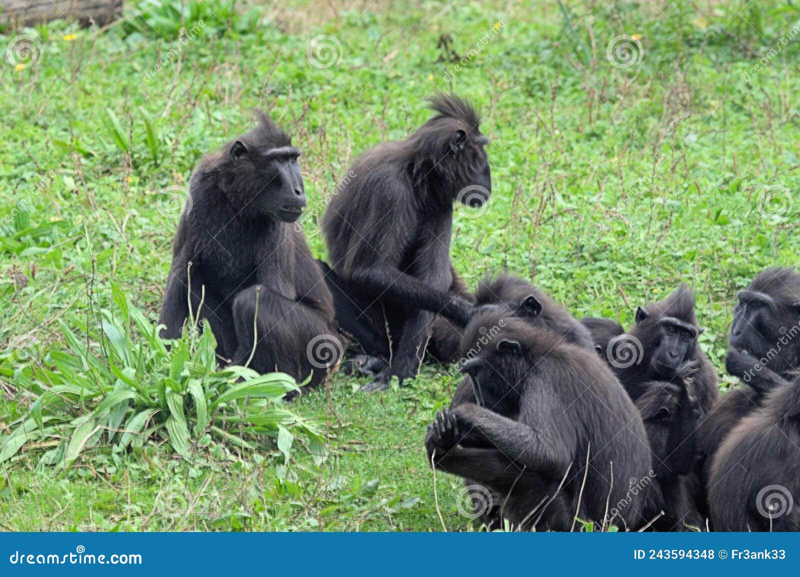 Group Of Monkeys At Ku Phra Kona Temple In Roi Et Province ...