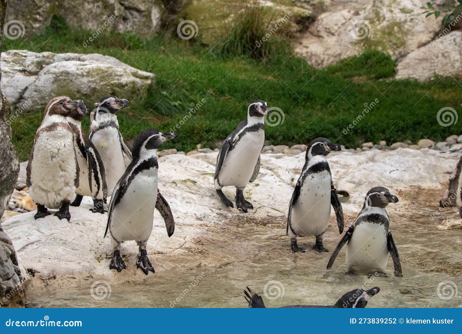 Photo of group of penguin stock photo. Image of animal - 273839252