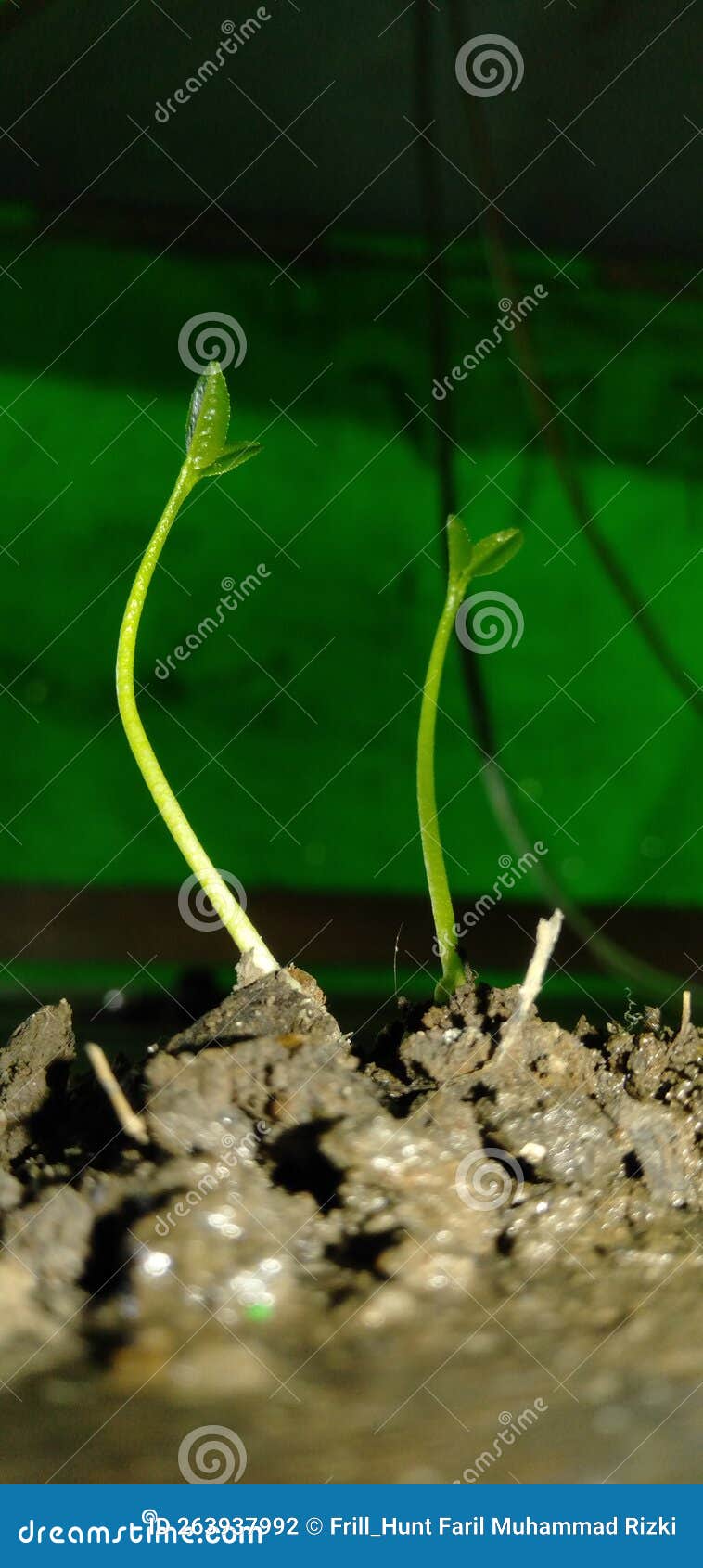 Photo of the Development of Plant Sprouts Stock Photo - Image of branch ...