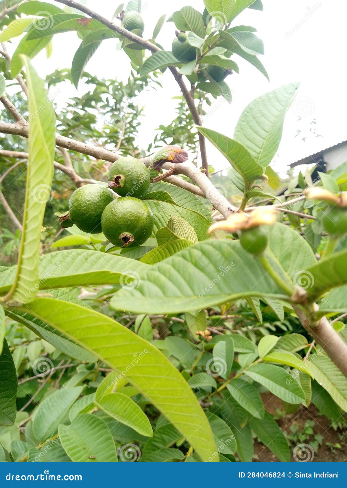 Photo of a Guava Tree that Bears Fruit when it is Still Small and Green ...