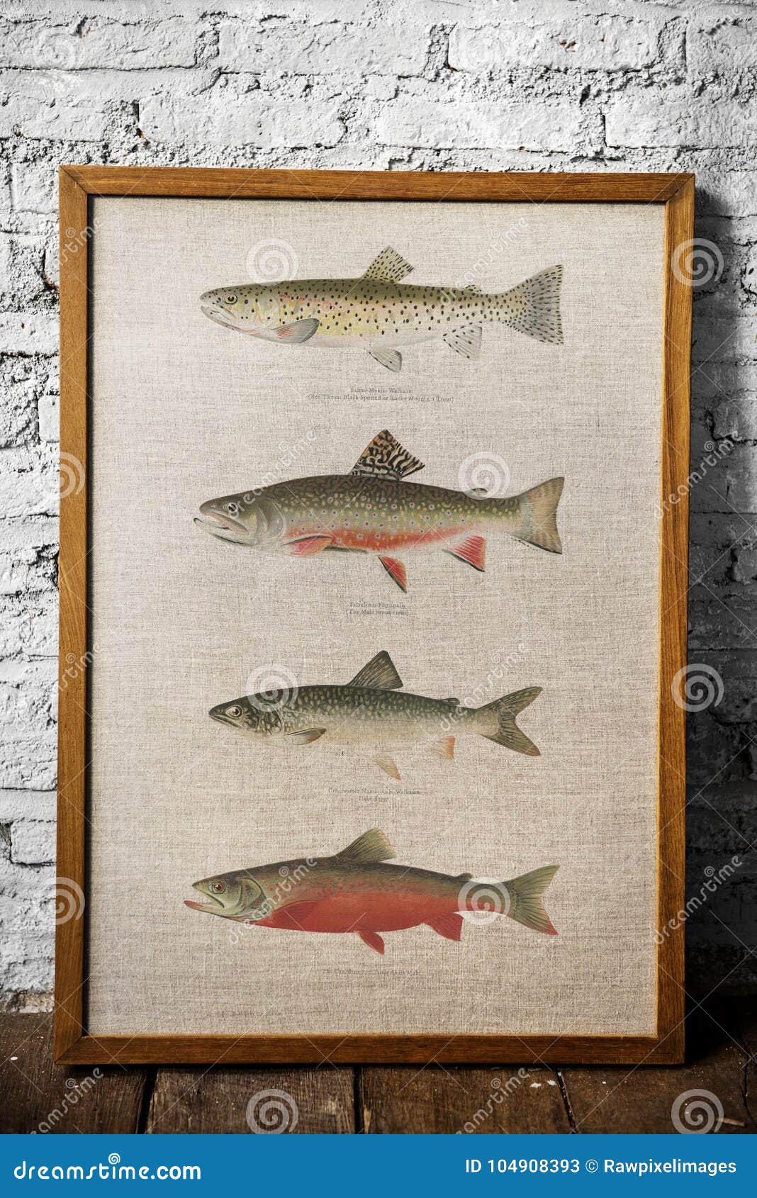 Photo of Hand Drawing Fish in a Frame Stock Image - Image of fishes ...