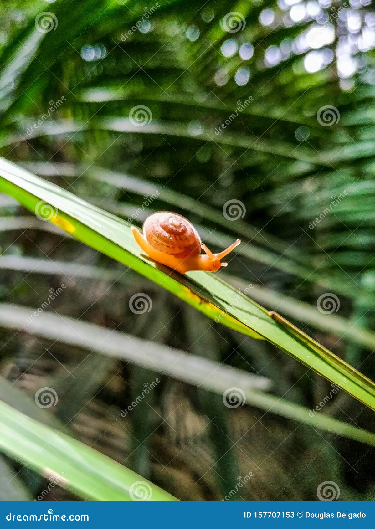 Photo of an Happy Slug in the Middle of the Amazon Rainforest Stock ...