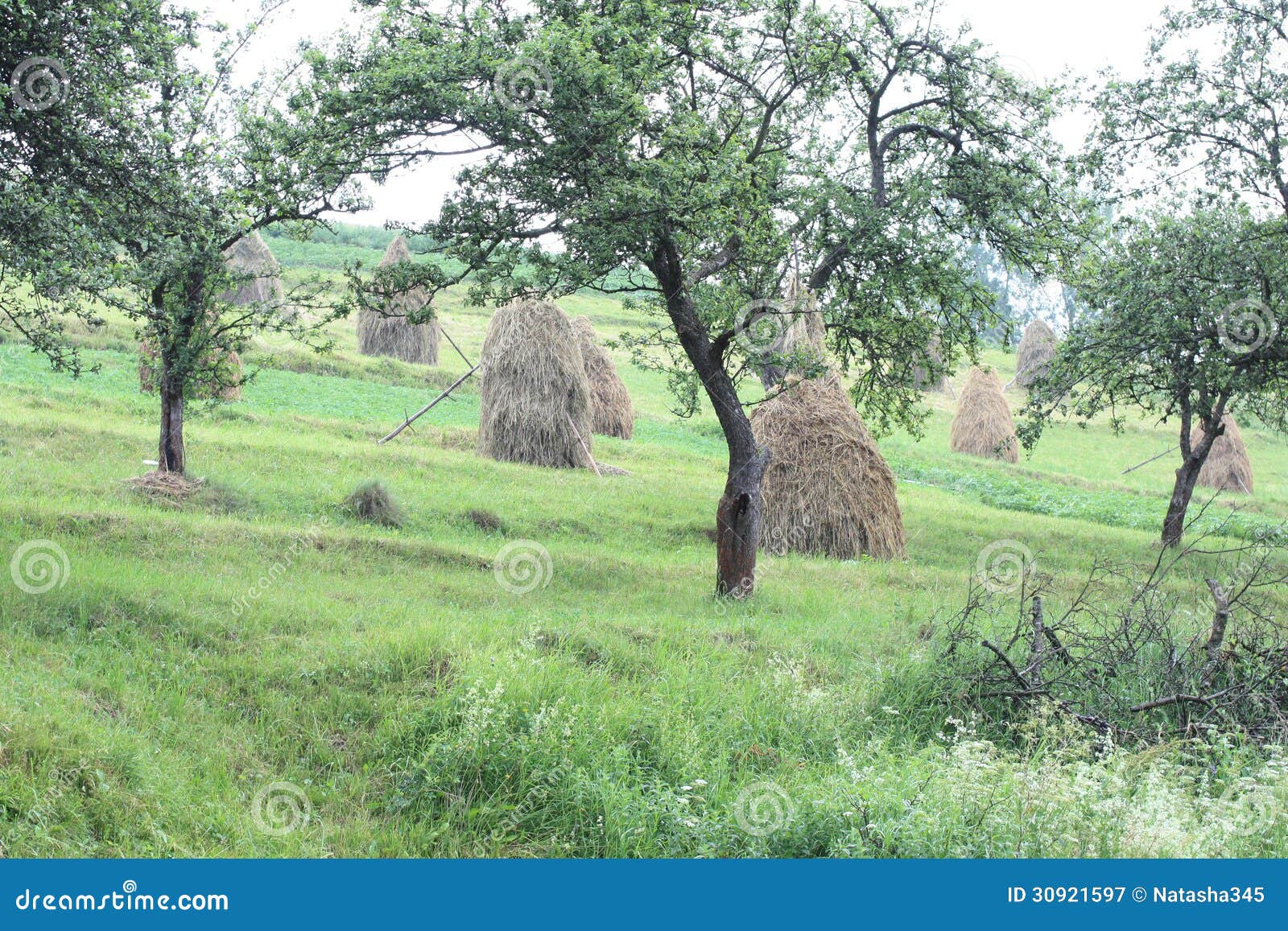 Photo Haystacks Early Fall on a Green Field Stock Image - Image of ...