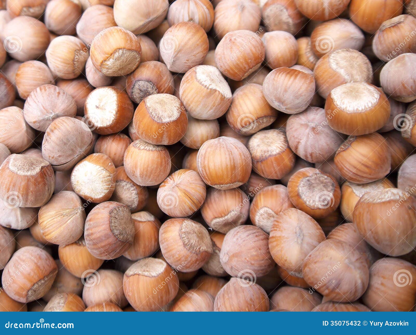 Photo of hazelnuts . stock photo. Image of nuts, harvest - 35075432