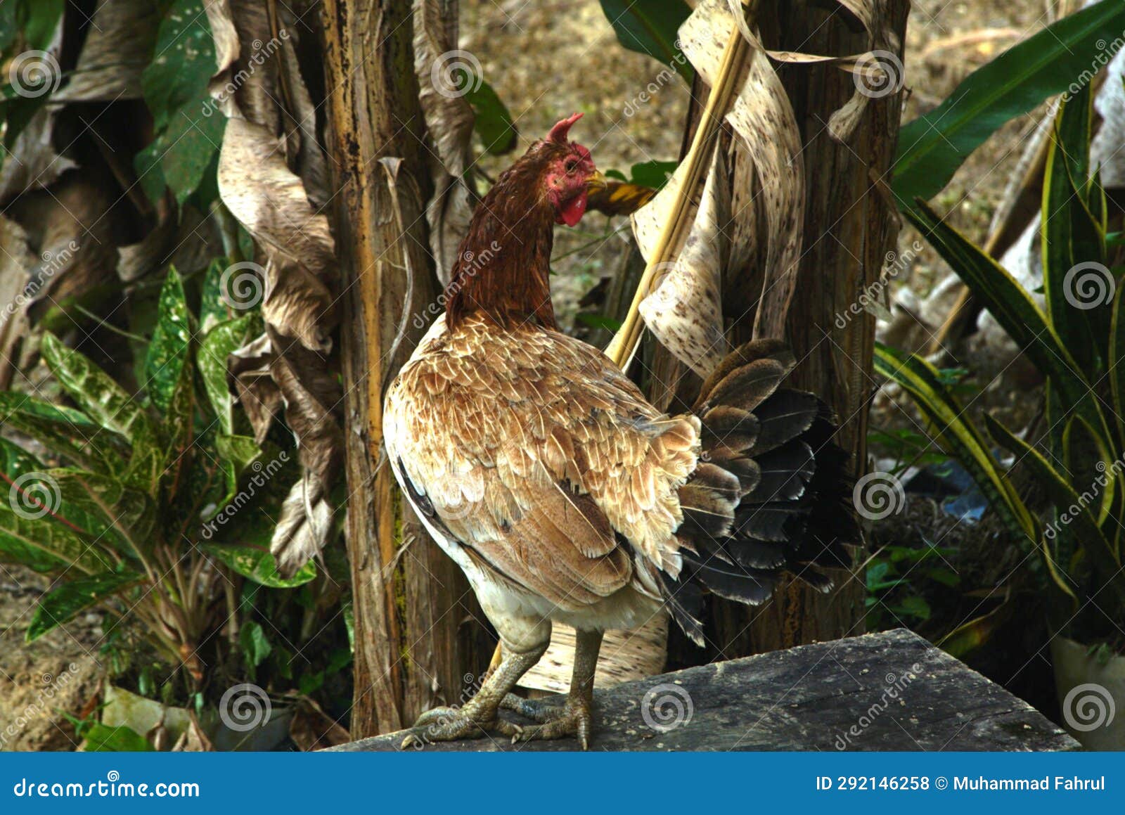 Photo of a Hen or Free-range Chicken, Standing on a Chair Stock Photo ...