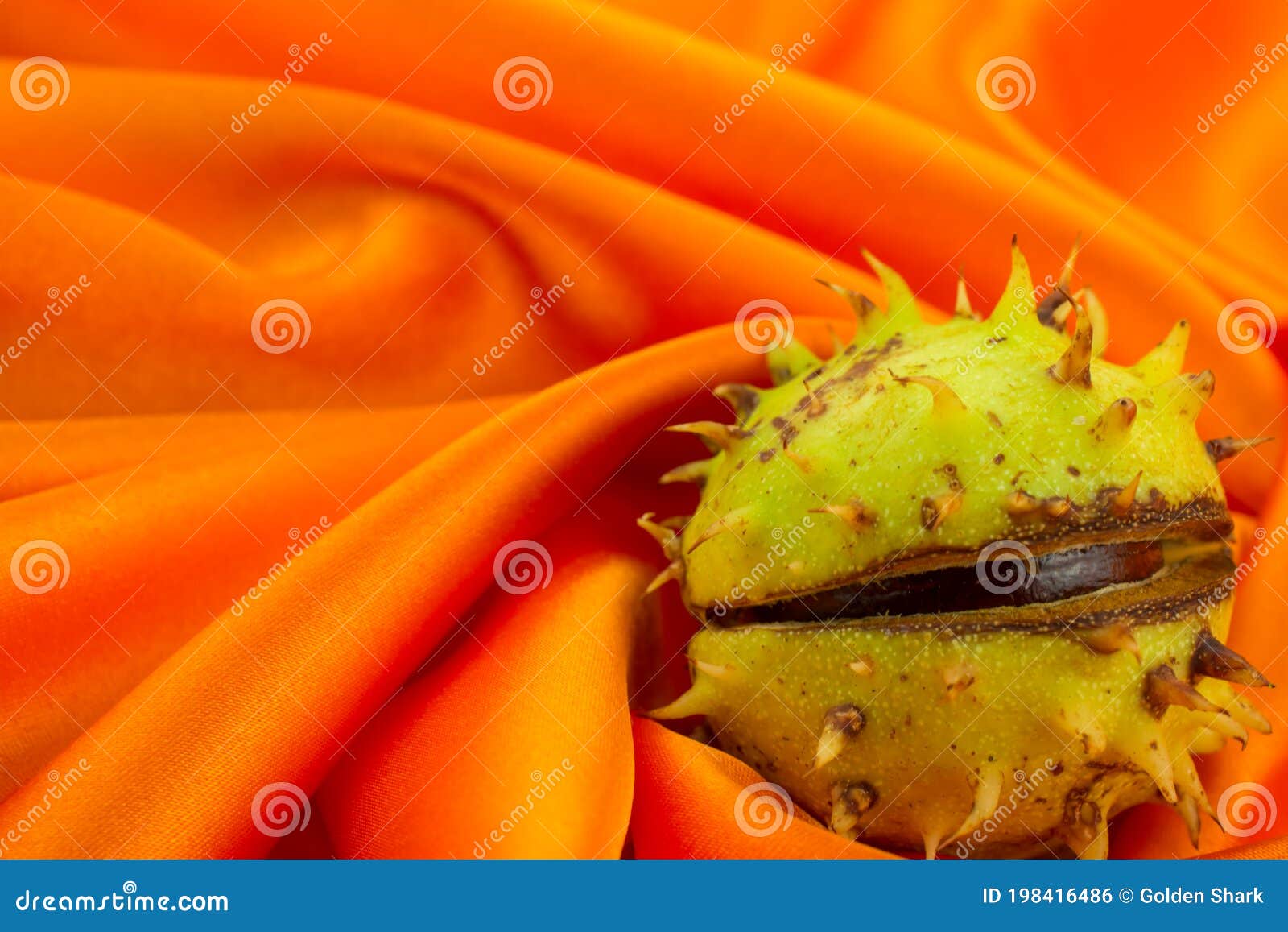 Photo of Horse Chestnut on Orange Background Stock Photo - Image of ...