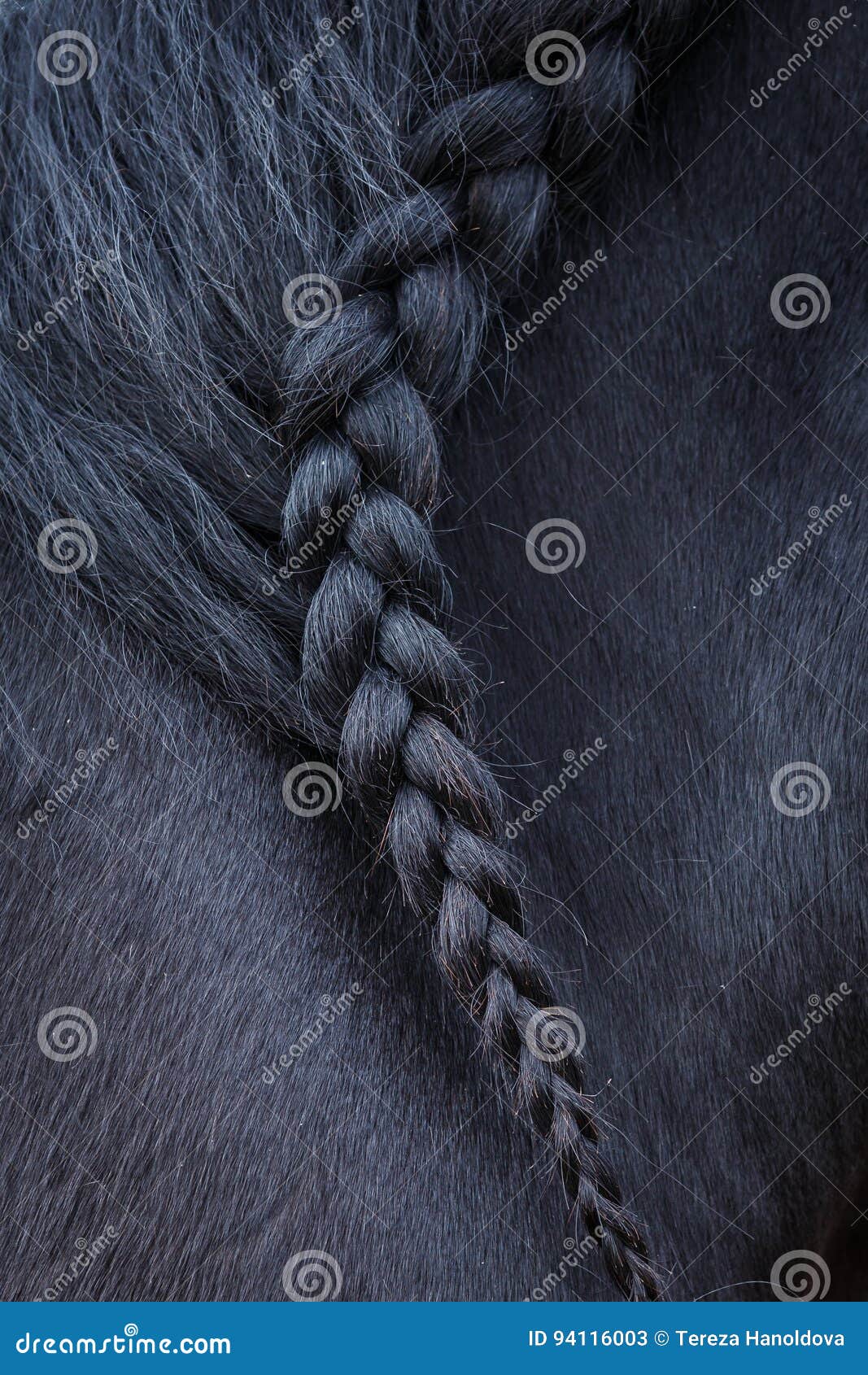 Photo of Horse Mane with Pigtail Stock Image - Image of friesian ...