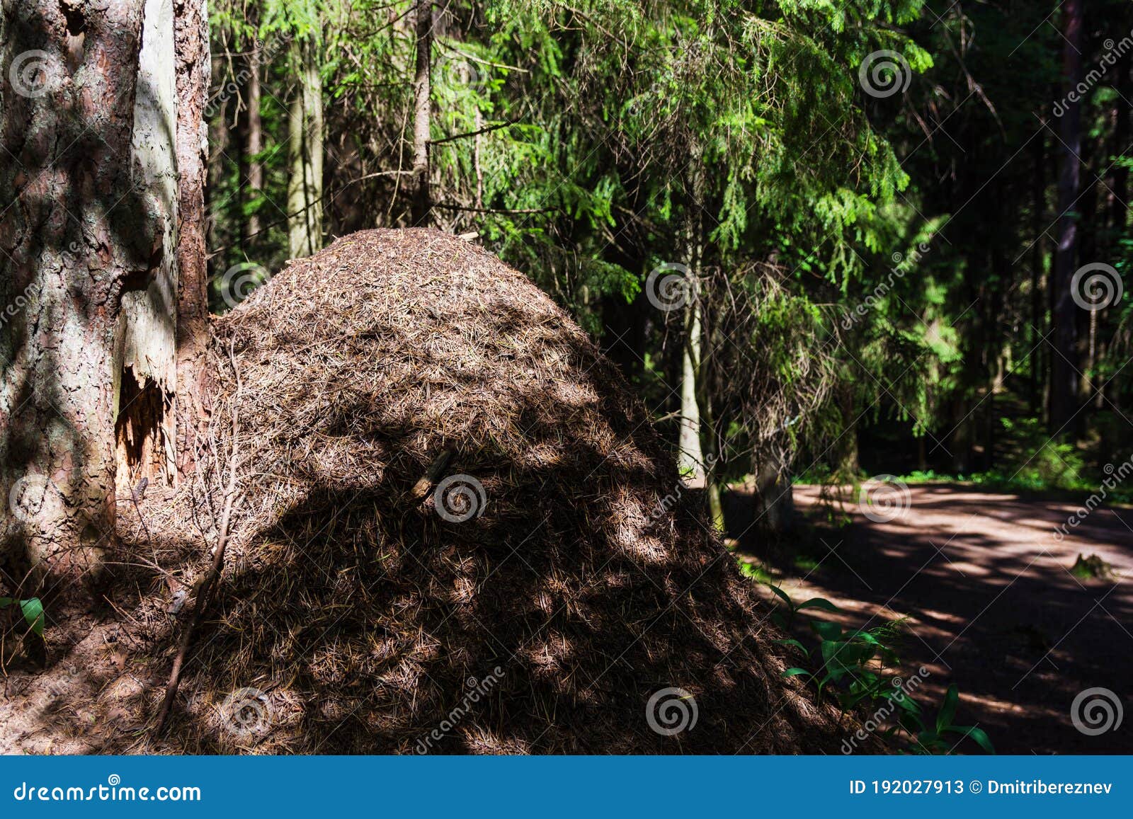 Photo of a Huge Ant Hill in the Forest Under the Slanting Rays of the ...