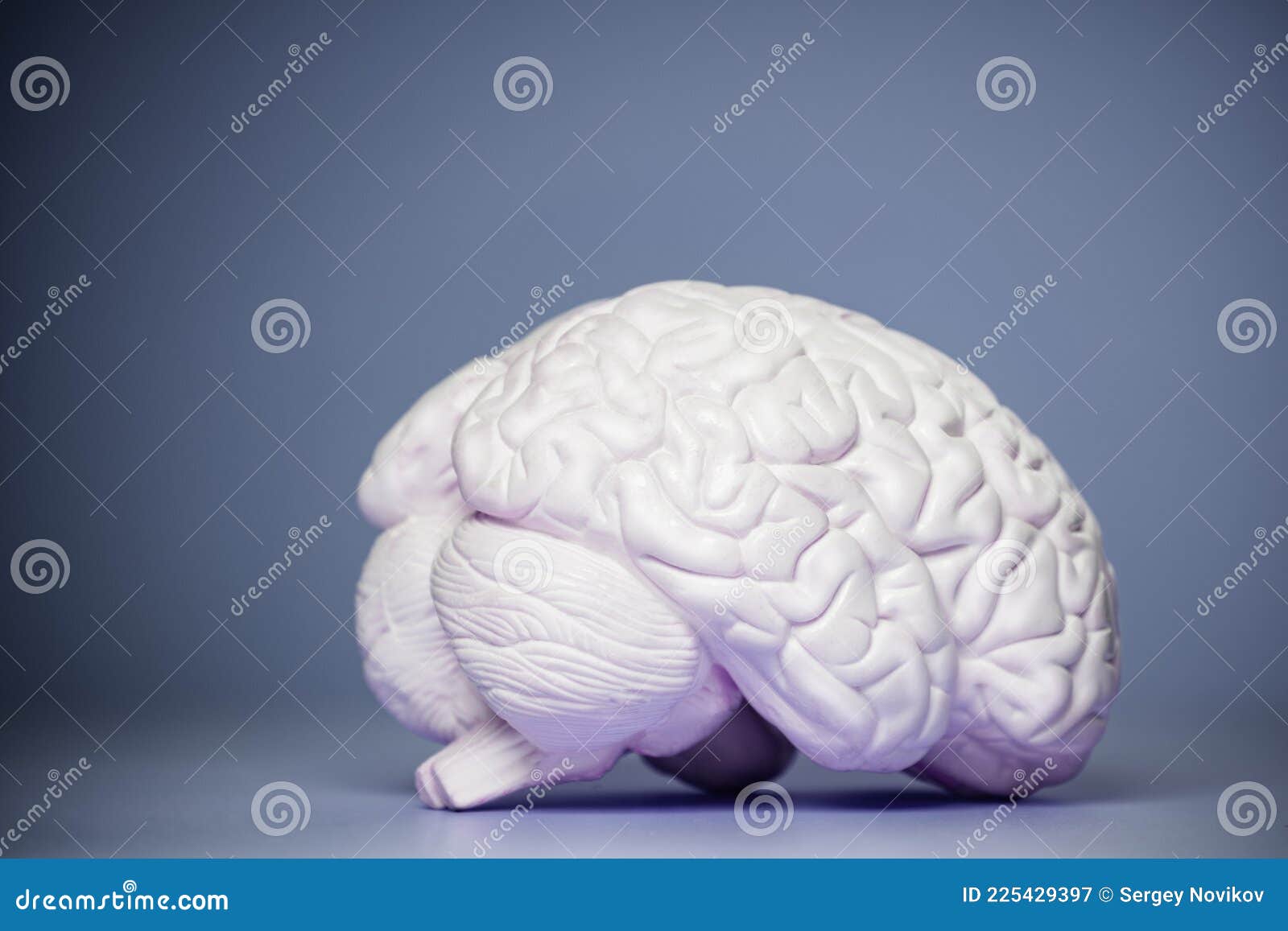 Photo of the Human Brain Model View from Side Stock Image - Image of ...