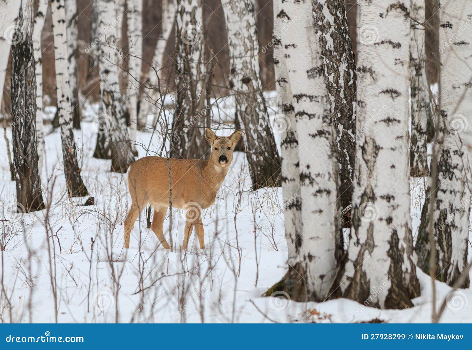 Photo Hunting for Deer (Capreolus). Stock Image - Image of reed ...