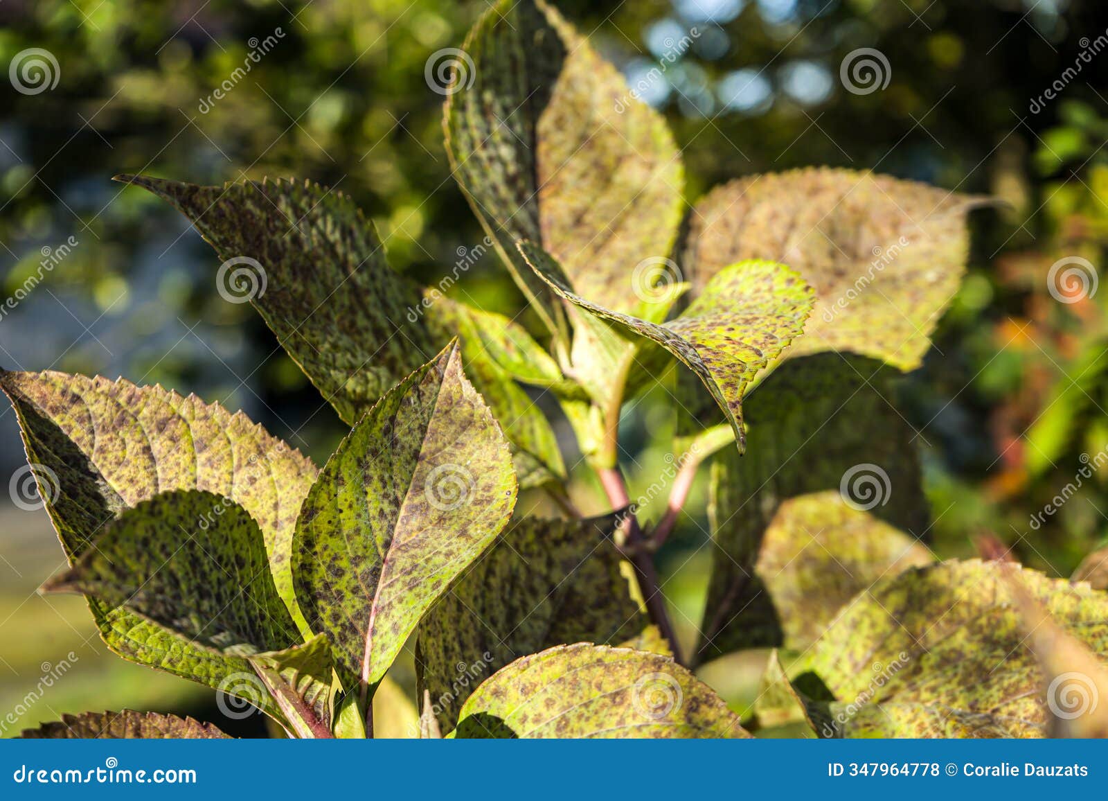Hydrangea Leaves on a Green Background in Macro Stock Photo - Image of ...