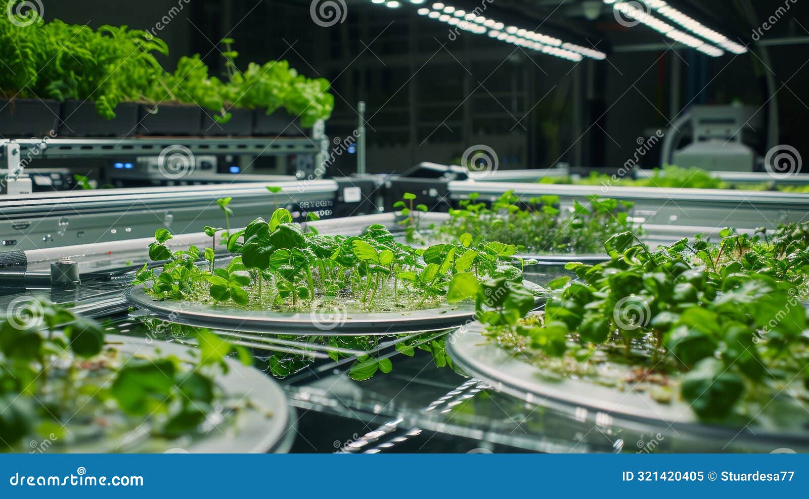 Close-up of Seedlings in an Automated Hydroponic Farm Stock Image ...