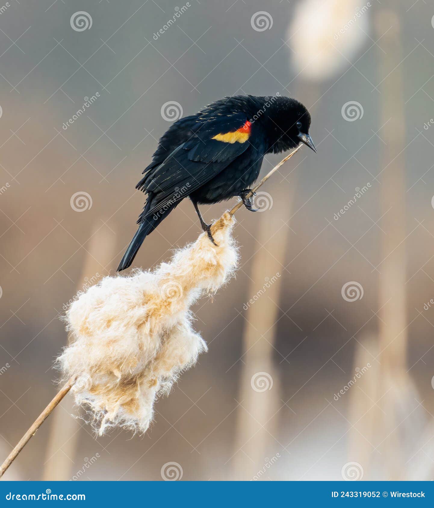 Photo of Icterid Sitting on a Branch Stock Photo - Image of colorful ...