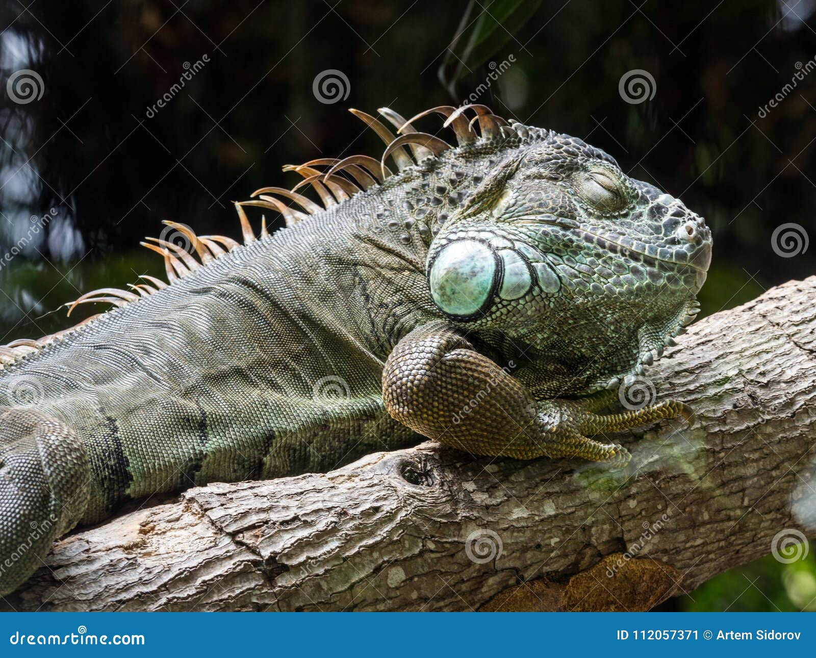 Iguana on a tree stock image. Image of large, colorful - 112057371