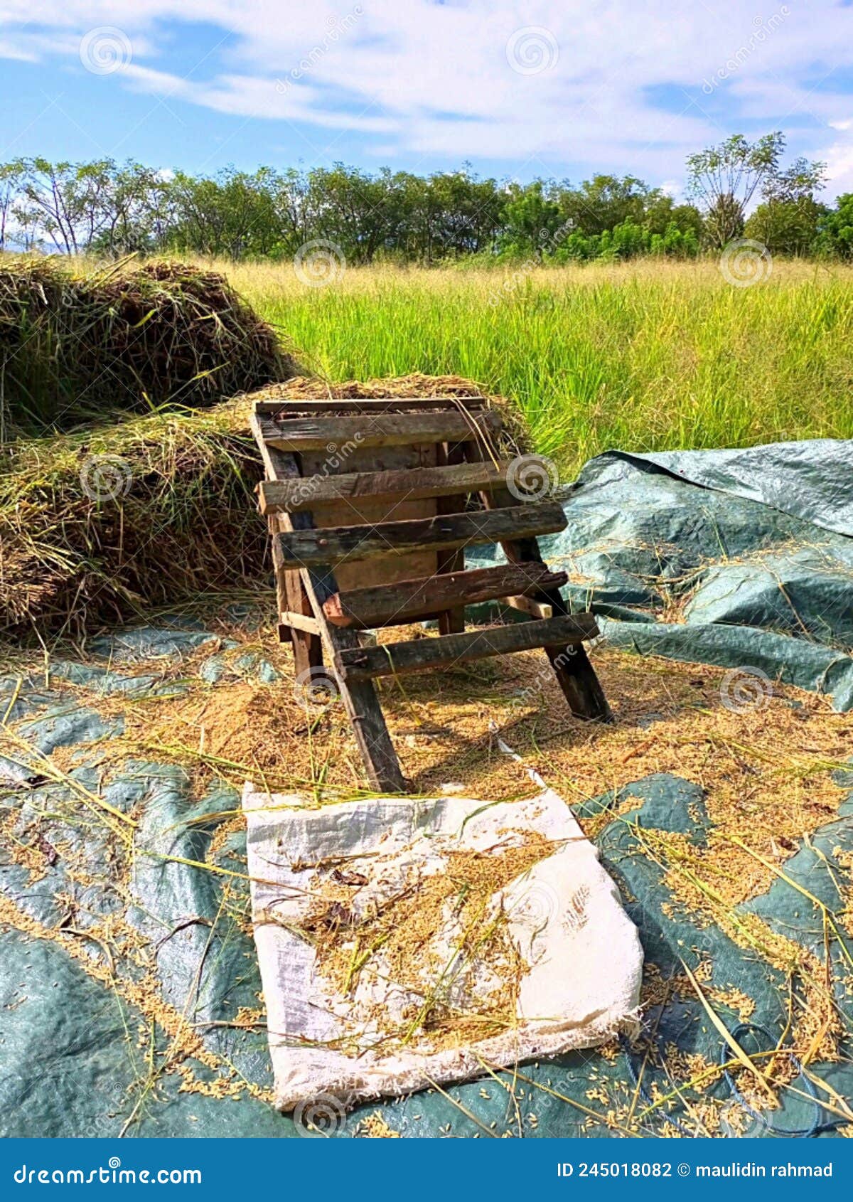 Photo Illustration of Traditional Rice Harvesting Tool, Separating the ...