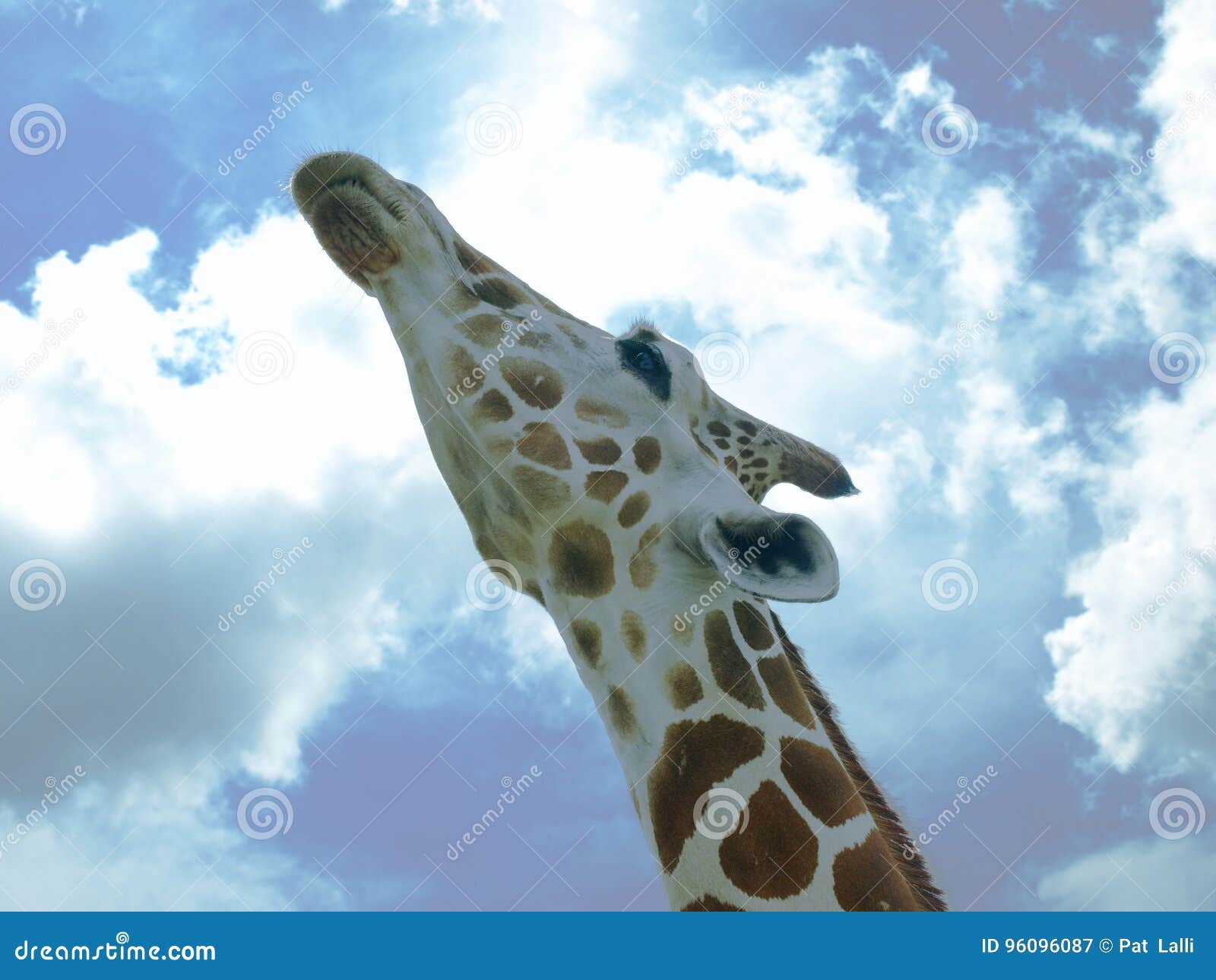 Photo Image of a Giraffe Looking Up and Stretching His Neck Close Stock ...