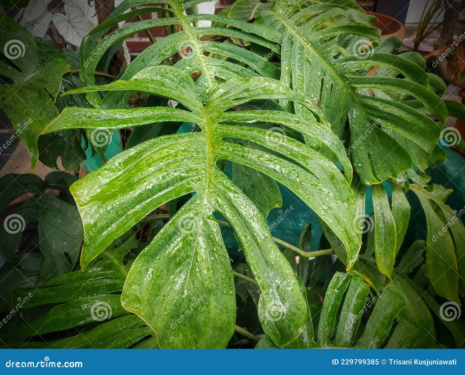 Forest Monstera tree stock image. Image of indonesian - 229799385