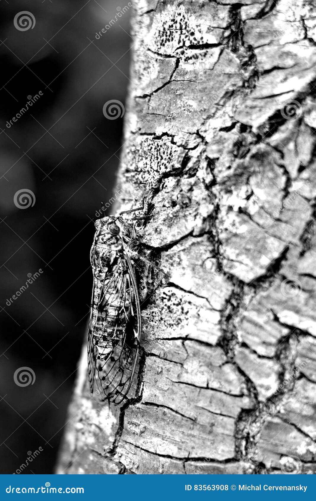 Photo of Insect-cicada on Old Tree, B&W Stock Photo - Image of japan ...