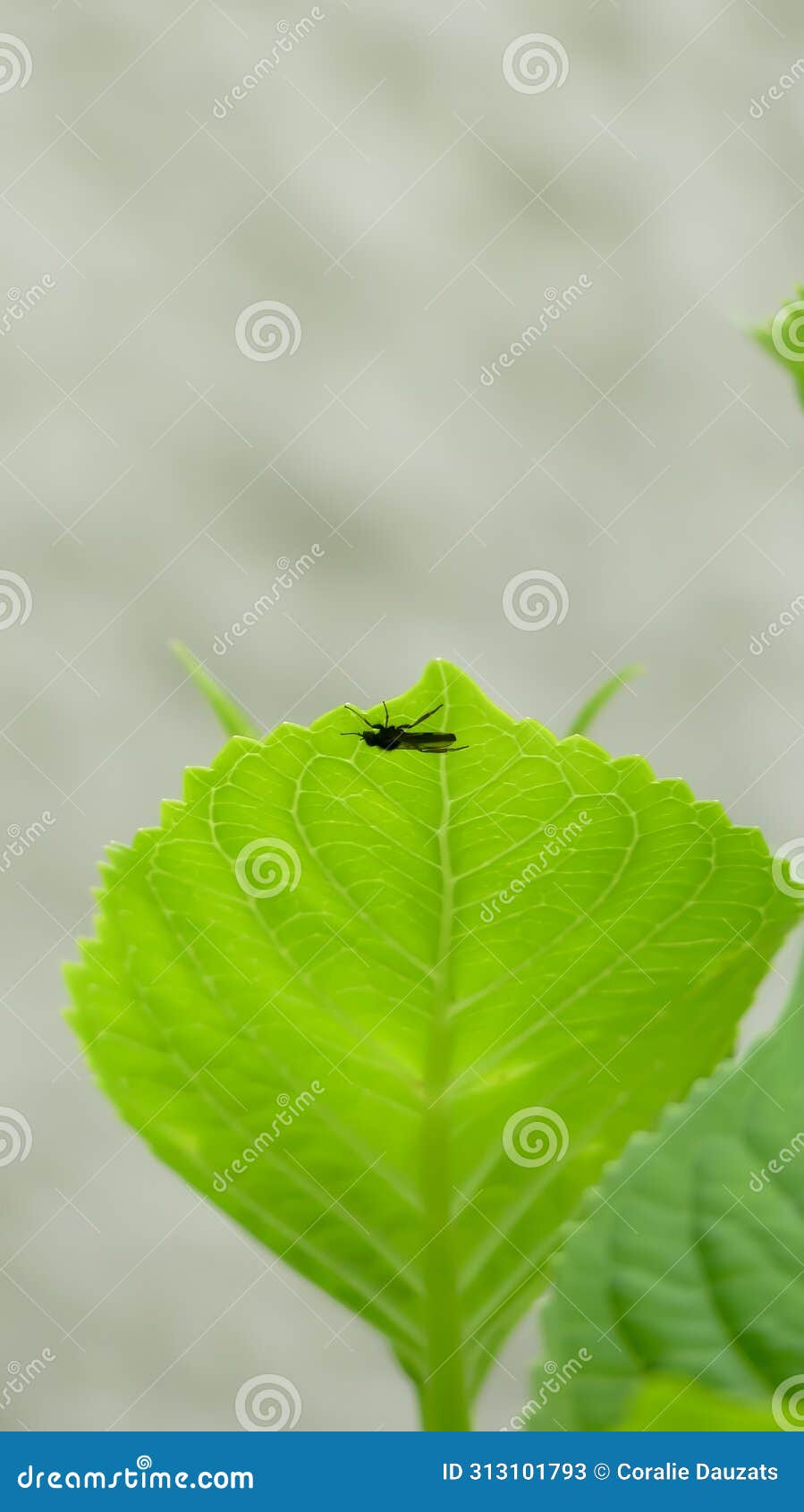 An Insect Sitting on a Hydrangea Leaf Stock Image - Image of ...