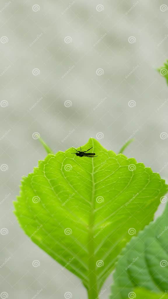 An Insect Sitting on a Hydrangea Leaf Stock Image - Image of ...