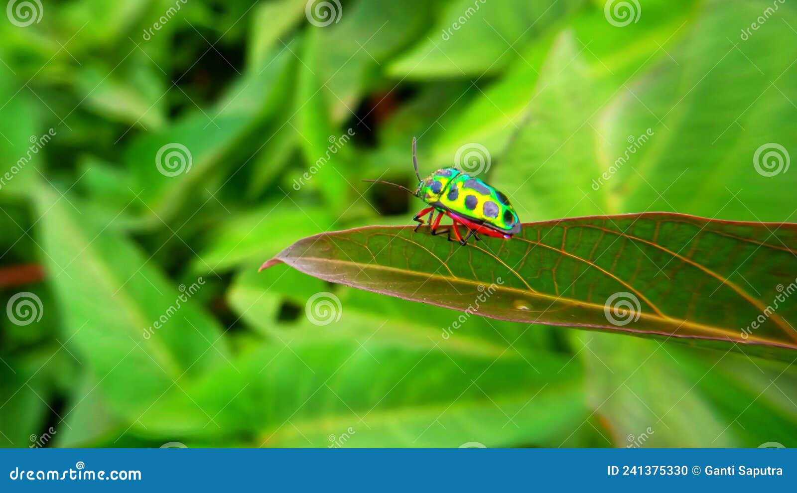 Photo of Insects in the Grass Stock Photo - Image of dragonfly, green ...