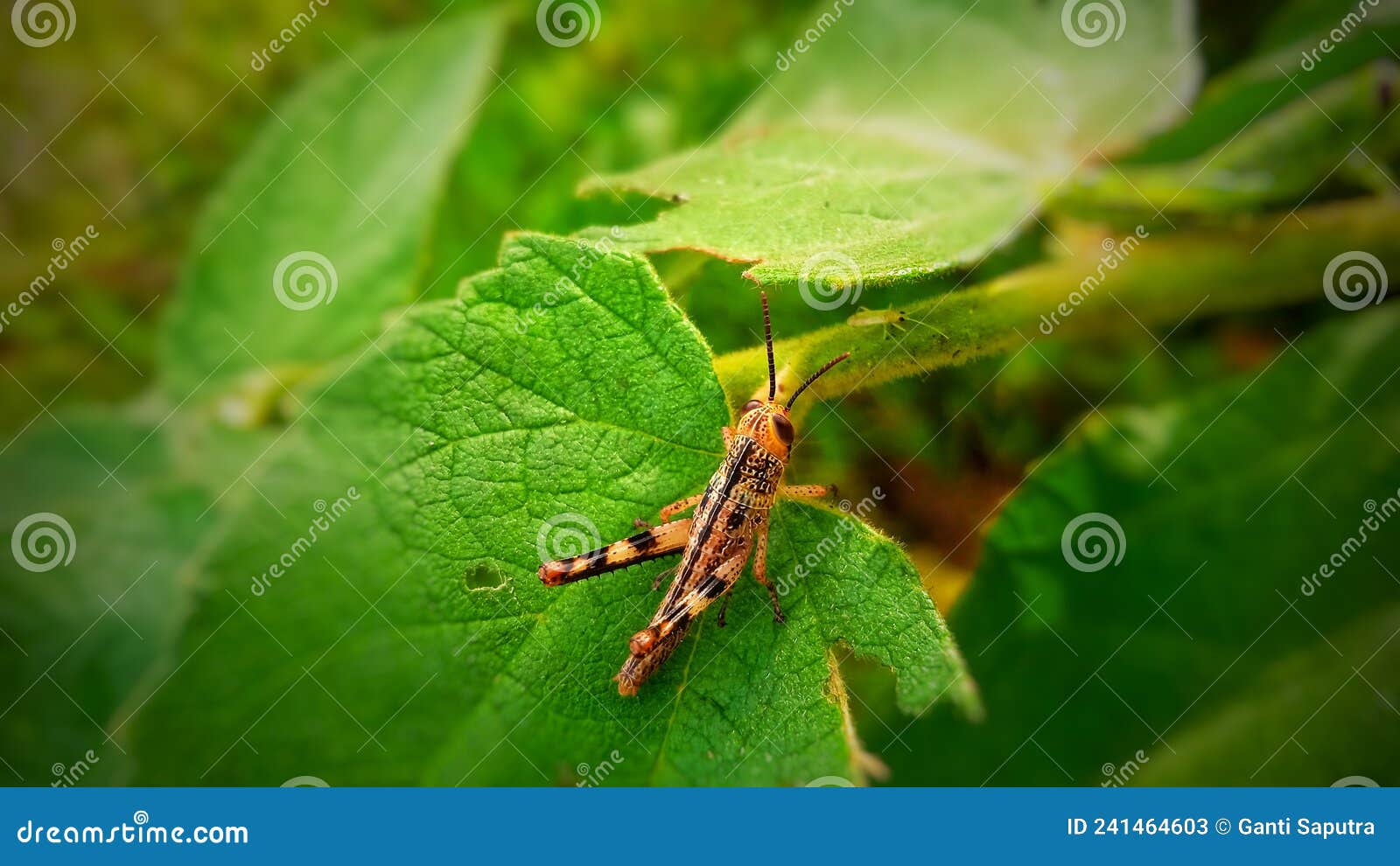 Photo of Insects in the Grass Stock Image - Image of tree, nature ...