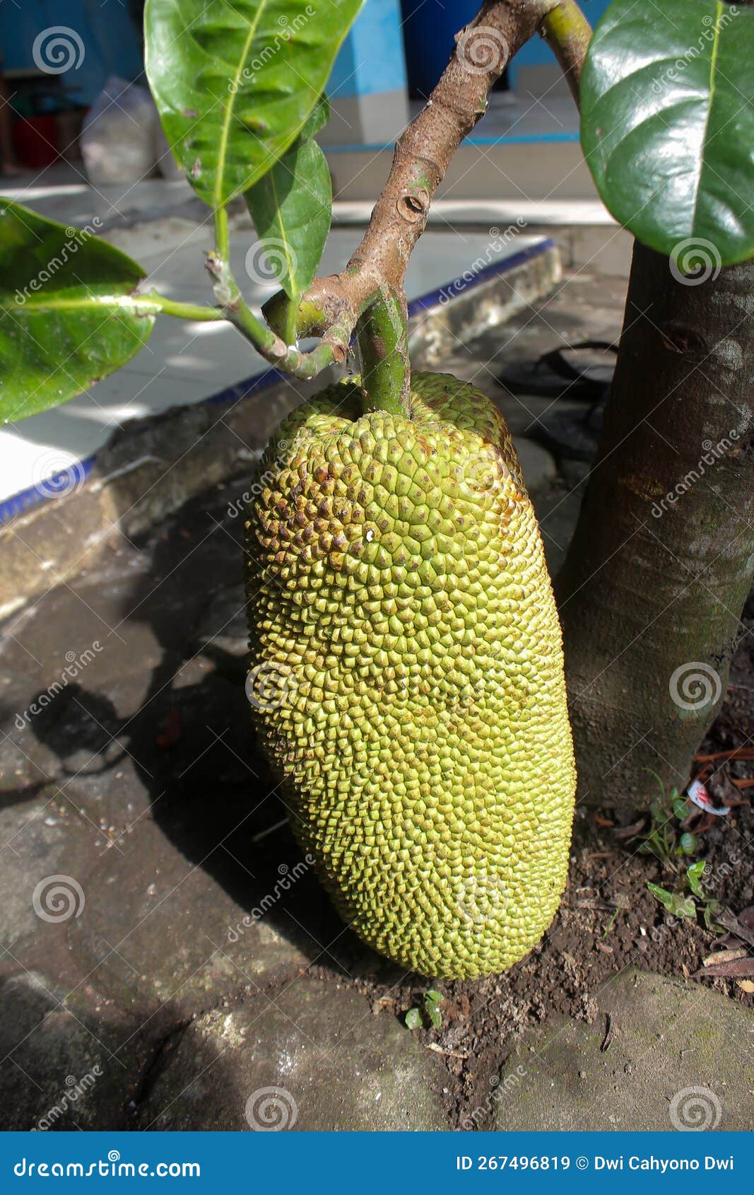 Photo of Jackfruit Tree, Jackfruit Fruit Stock Image - Image of angle ...