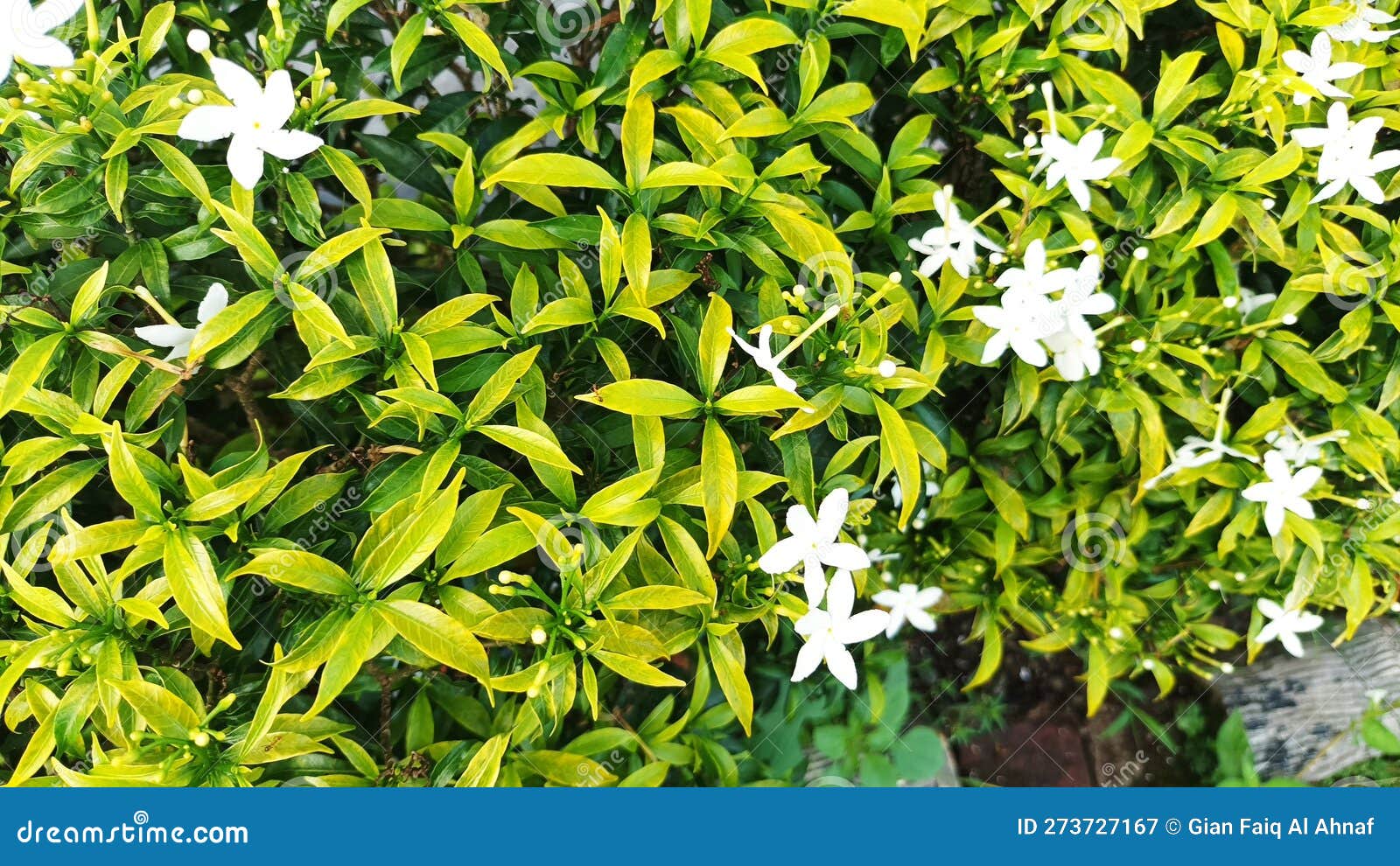 Photo of Jasmine Flower with Small Green Leaves Stock Image - Image of ...