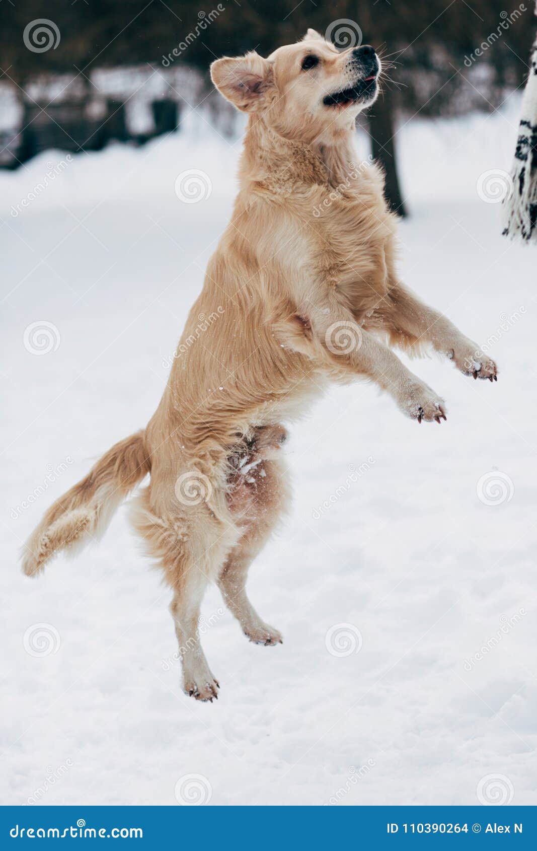 1,868 Jumping Labrador Stock Photos - Free & Royalty-Free Stock Photos ...