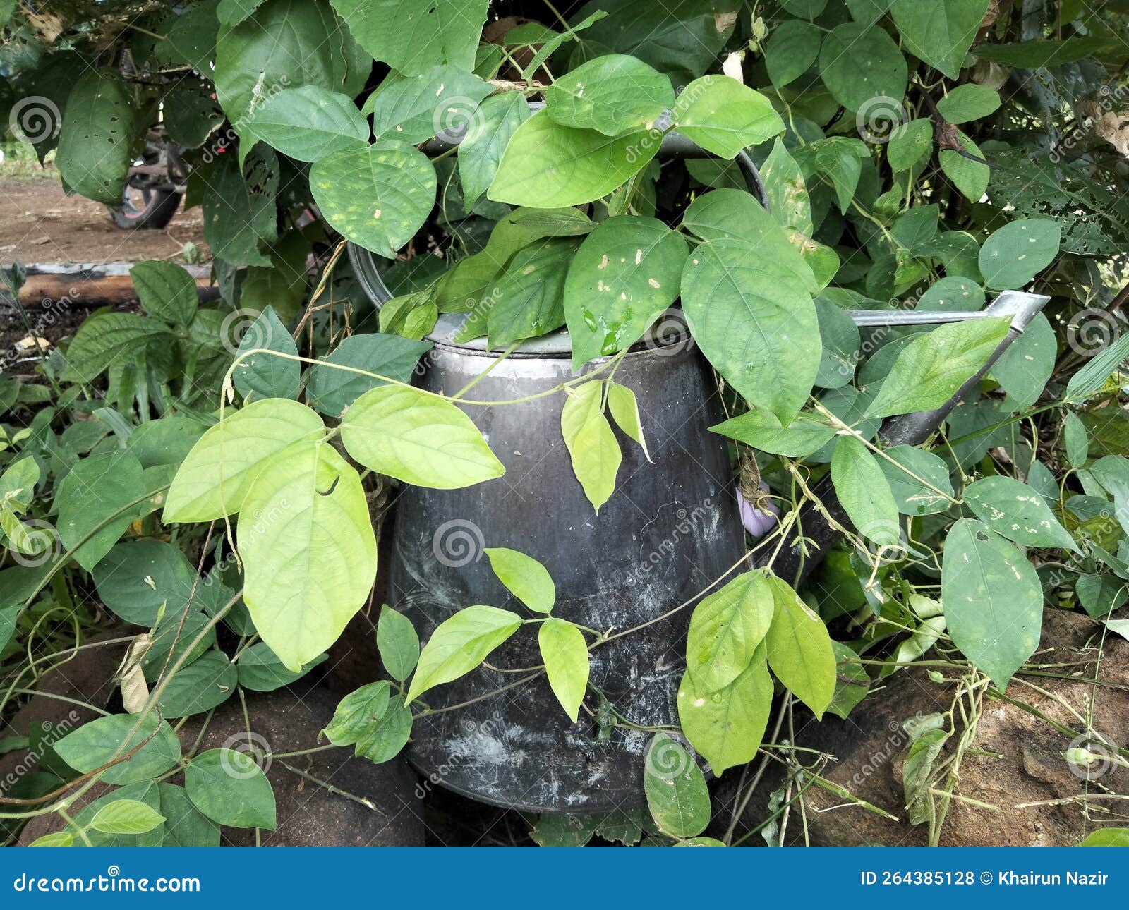 Photo of a Kettle that Has Been Wrapped Around a Tree Stock Photo ...