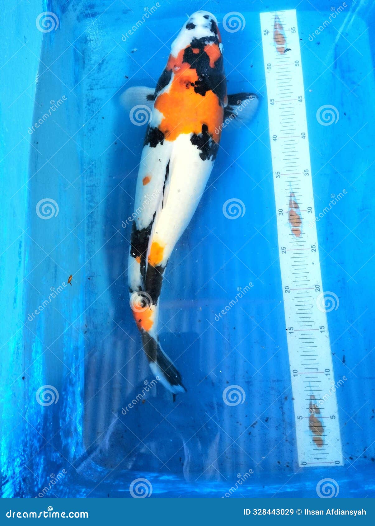 Photo of Koi Fish of the Kohaku Type, 55-60 Centimeters Long, Female ...