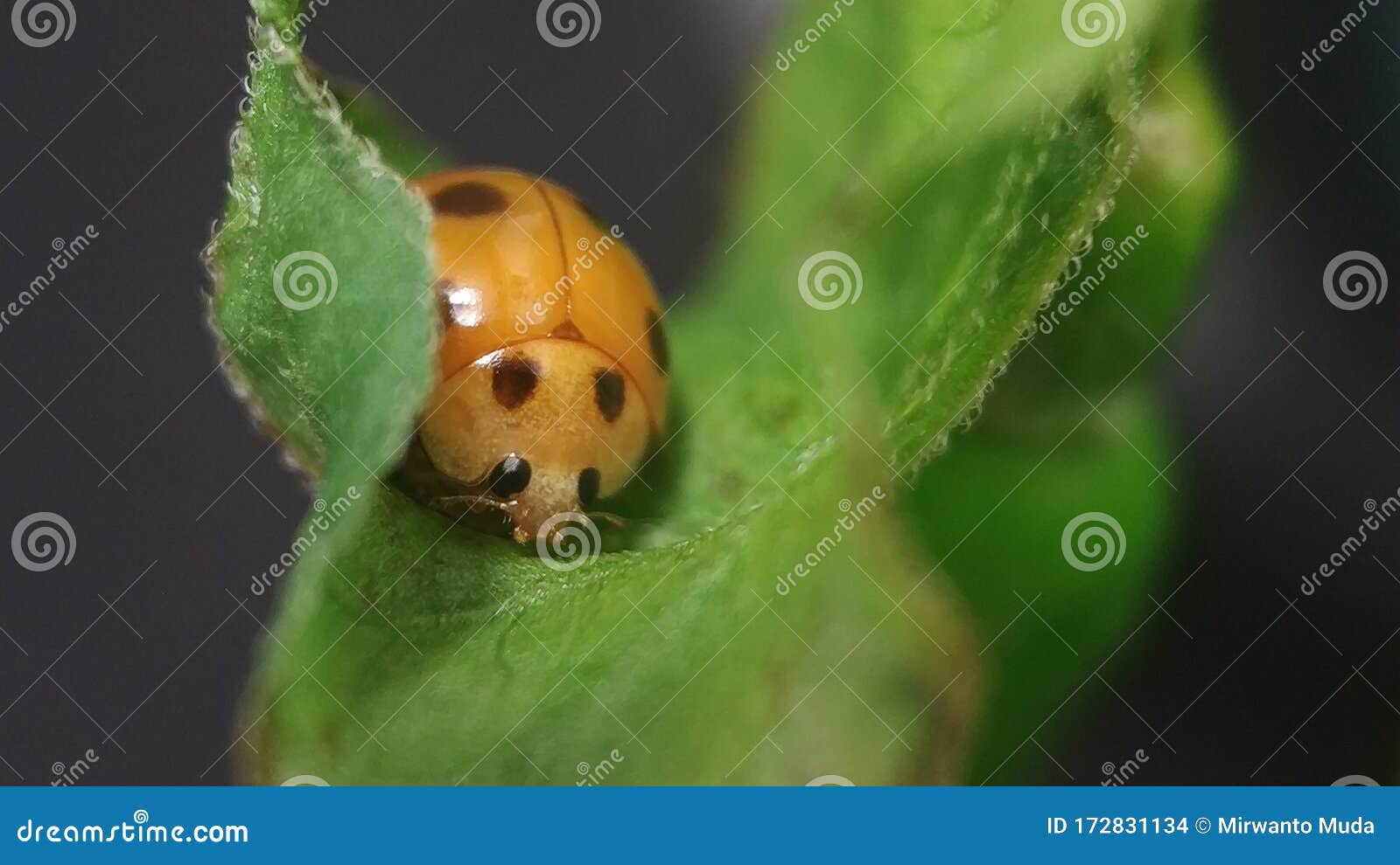 Photo of a Lady Bug on the Leaf Stock Photo - Image of beauty, bright ...