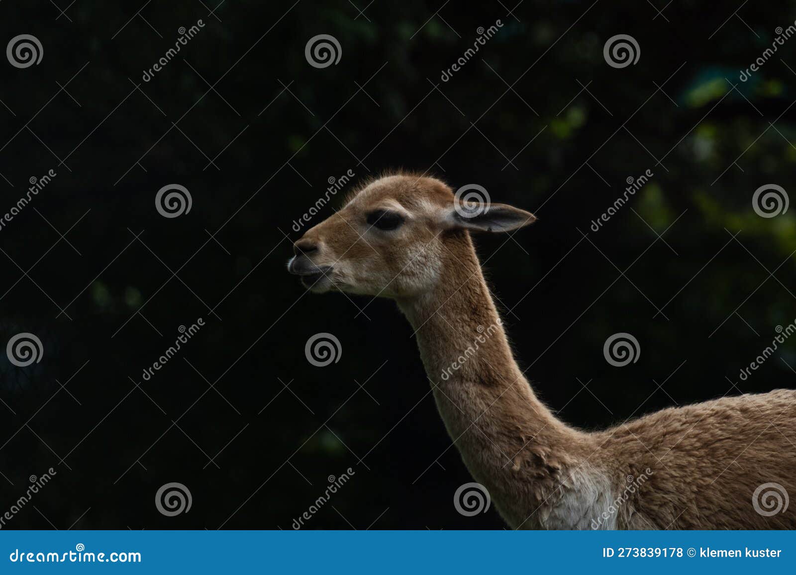 Photo of lama up close stock photo. Image of goat, close - 273839178