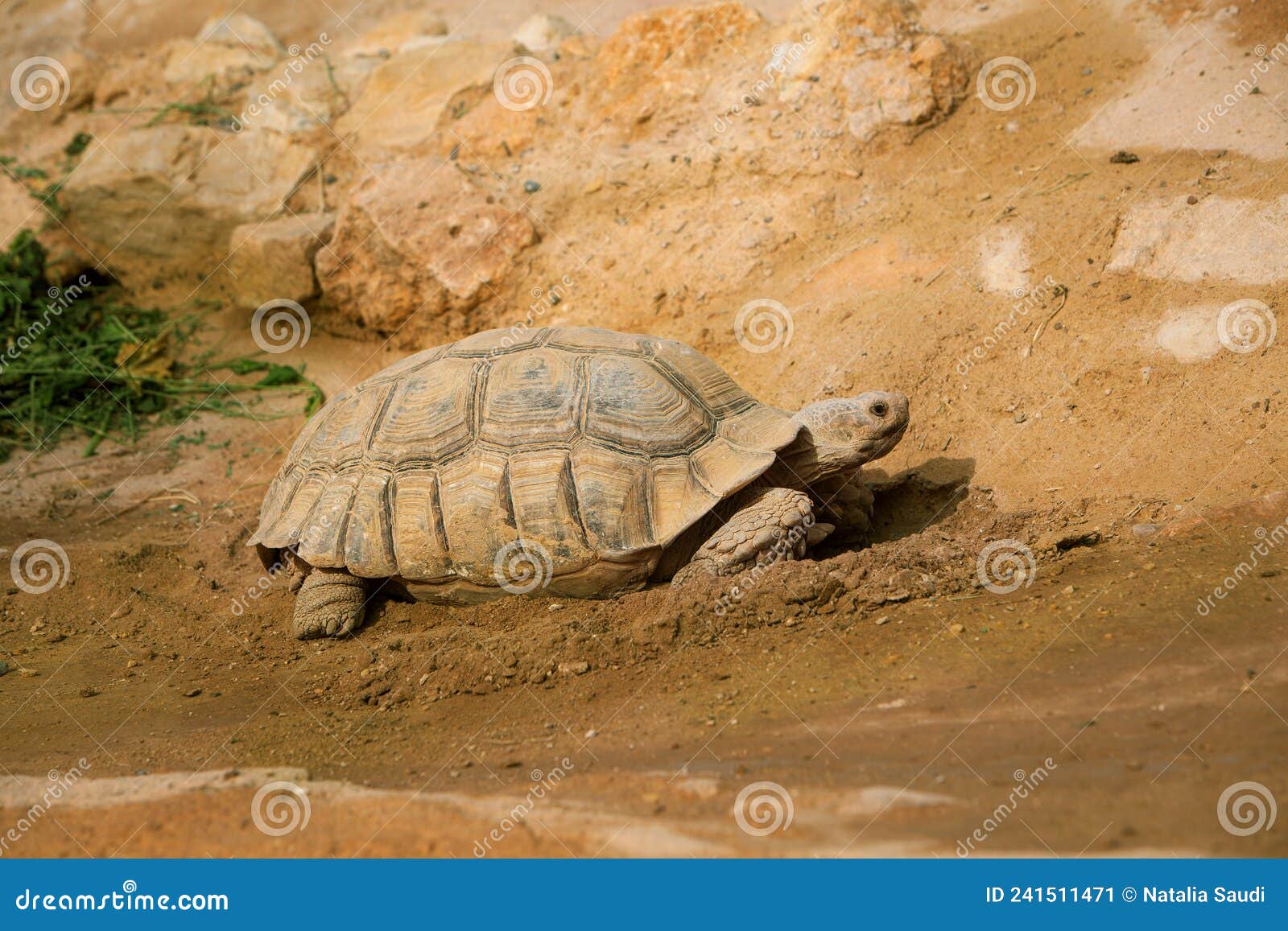 Sunny Photo of a Land Turtle Stock Image - Image of turtles, movement ...