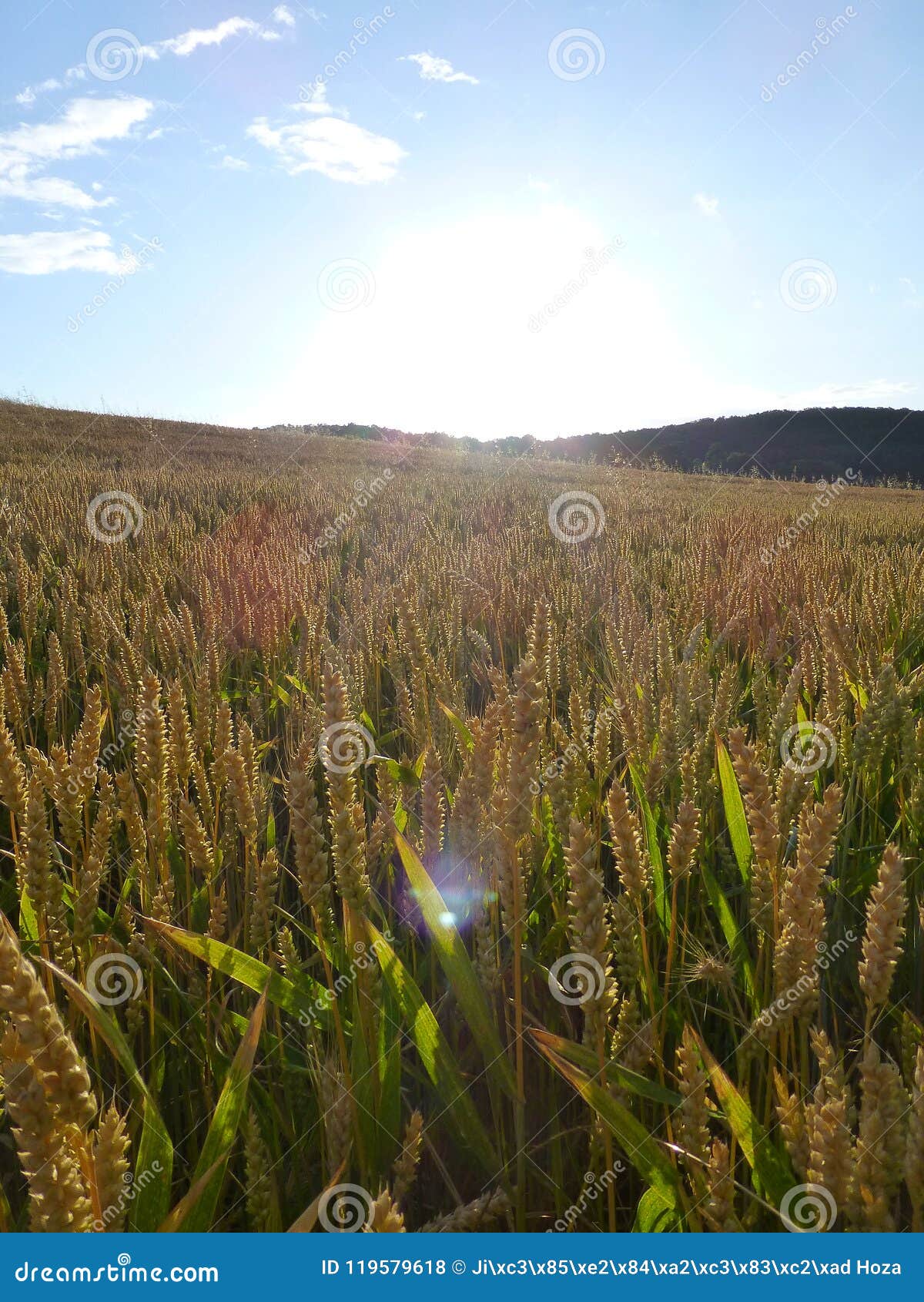 Large Field Full of Wheat Under an Evening Sky Stock Photo - Image of ...
