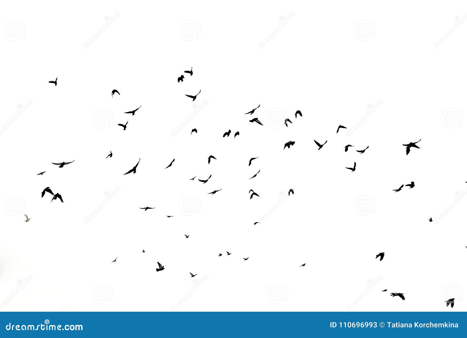 Photo of a Large Flock of Black Birds Stock Image - Image of jackdaw ...